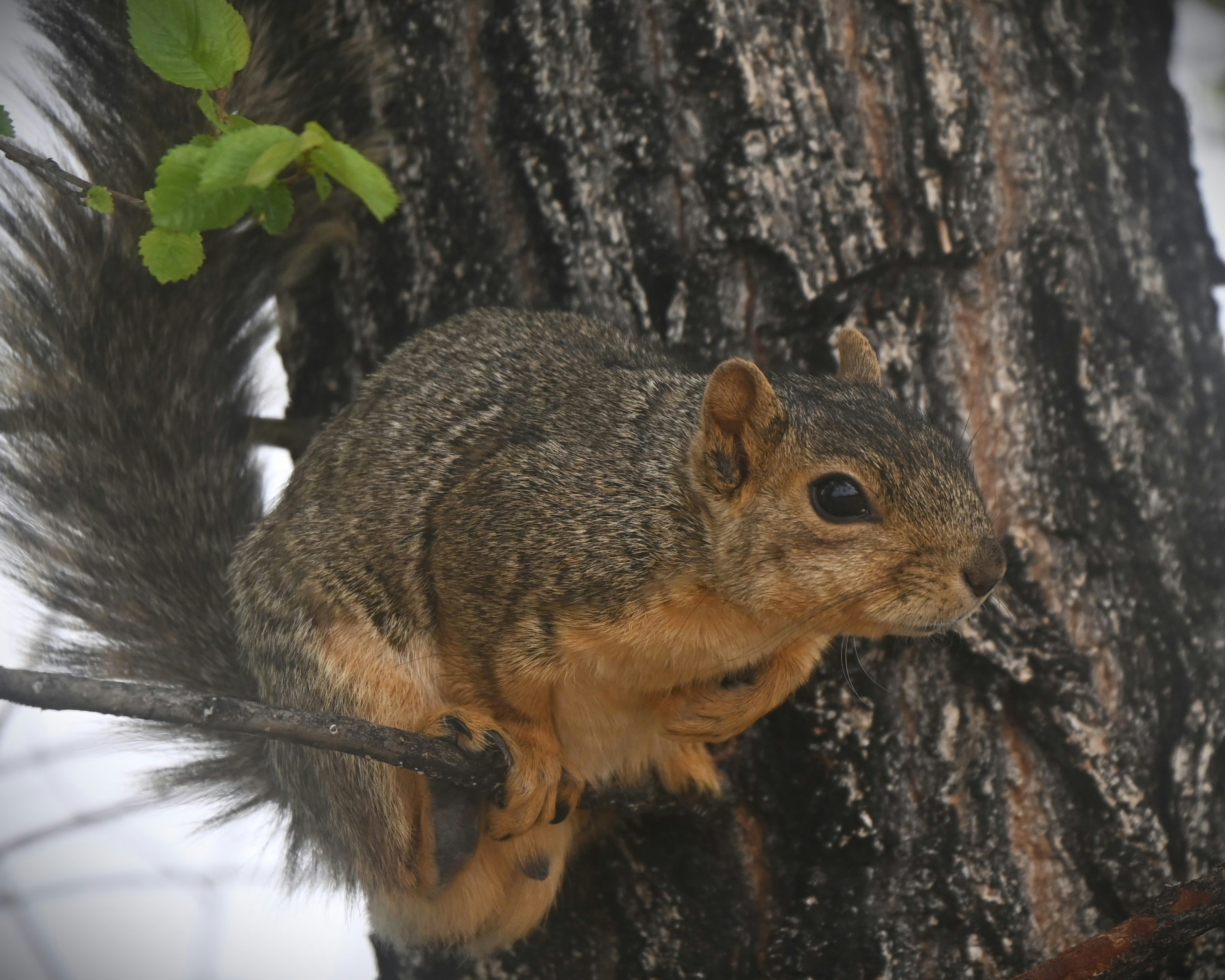 Squirrel on a Trunk: Mid-Stride Moment with Focused Gaze