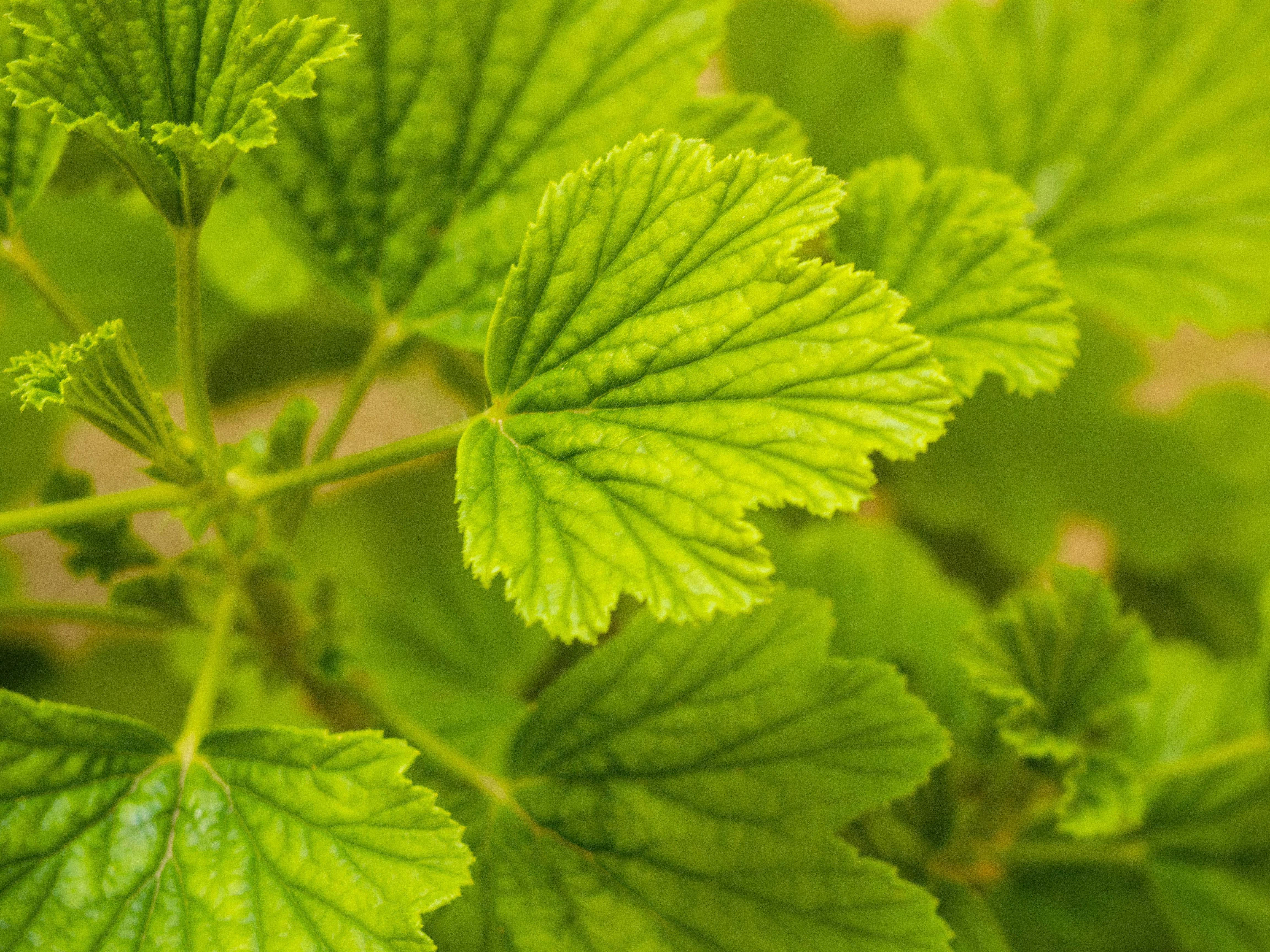Vibrant Citrus-green Leaves in Sunlit Microscape
