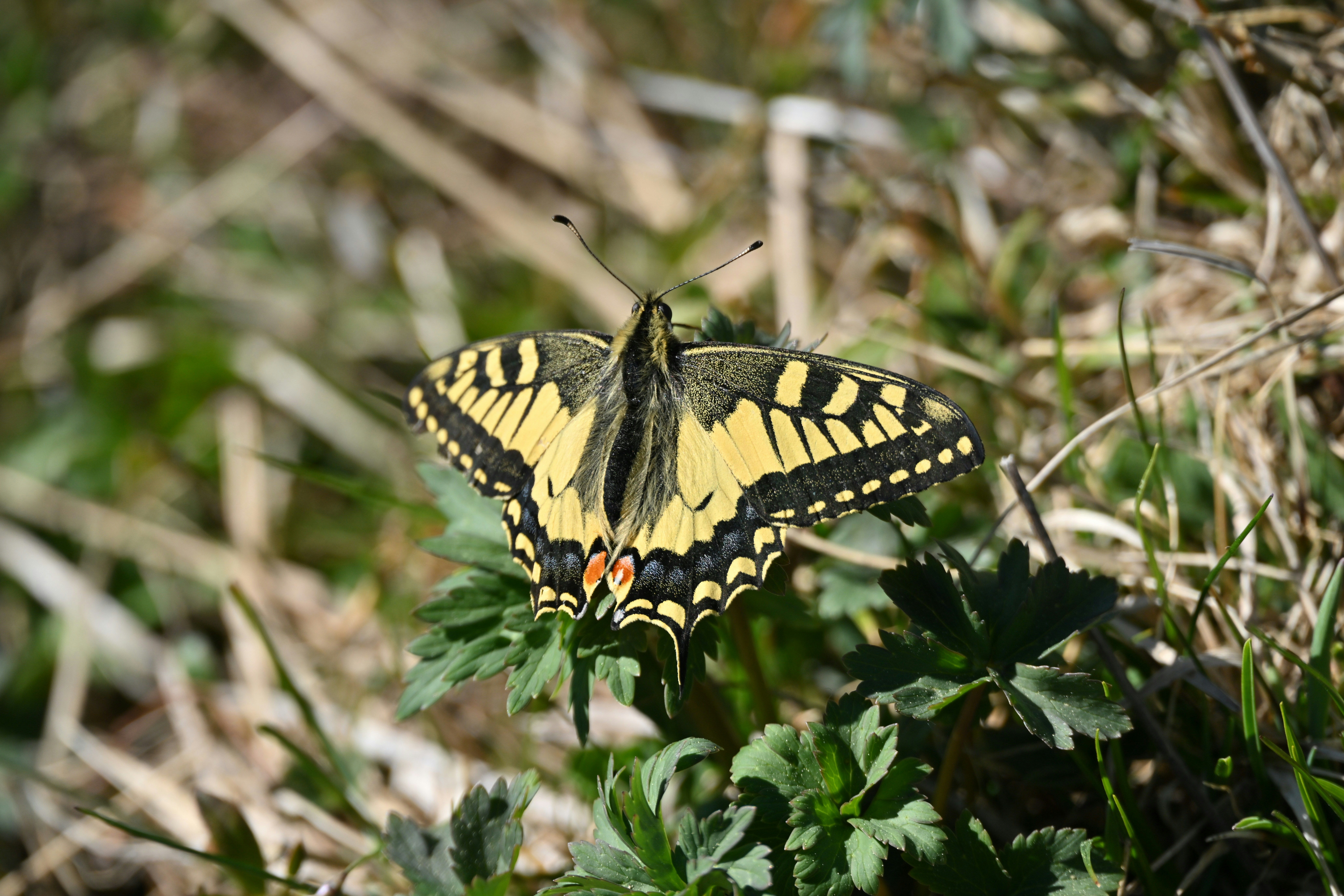 Yellow Swallowtail Resting Amid Sage and Grass