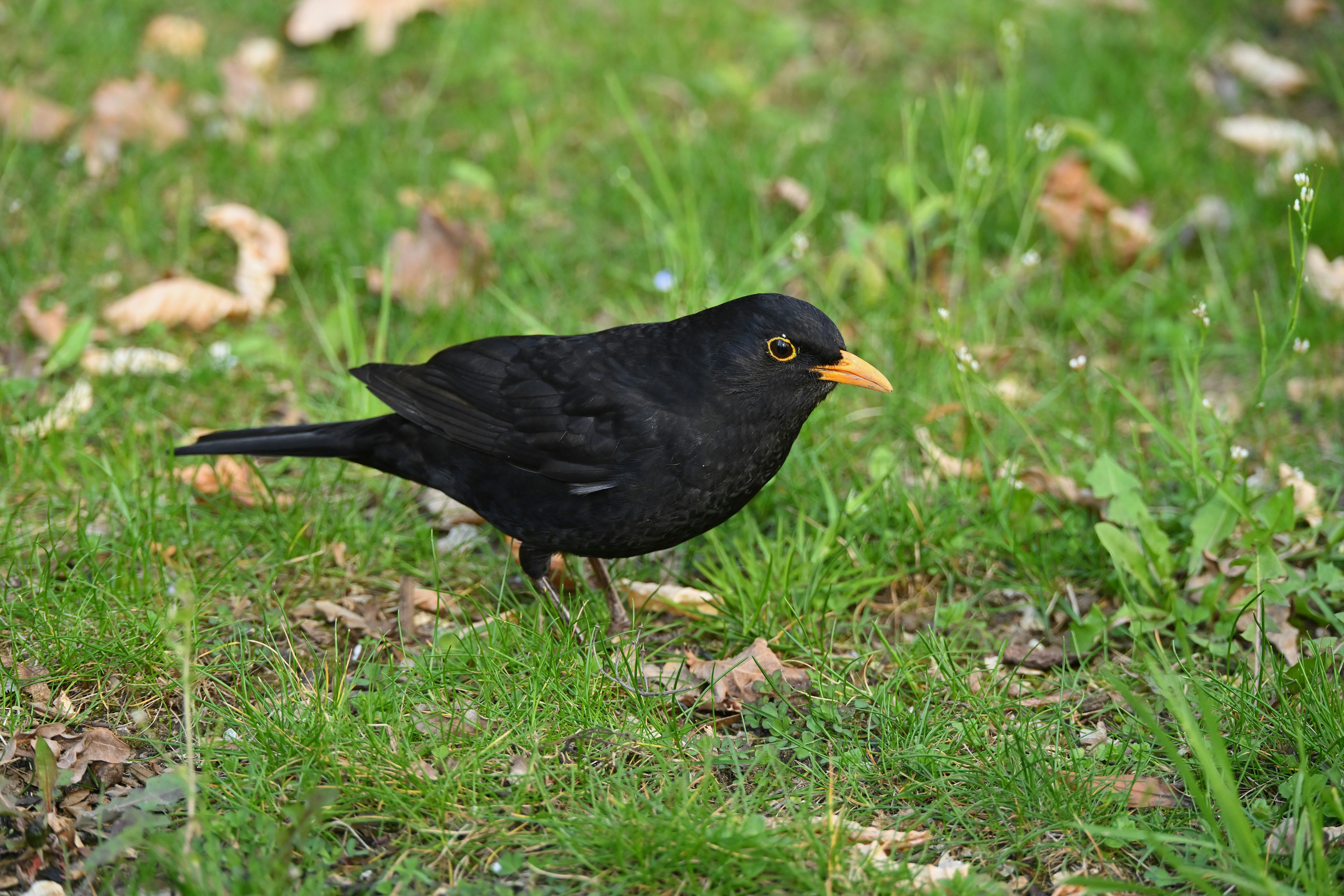 Blackbird in a Quiet Green Patch