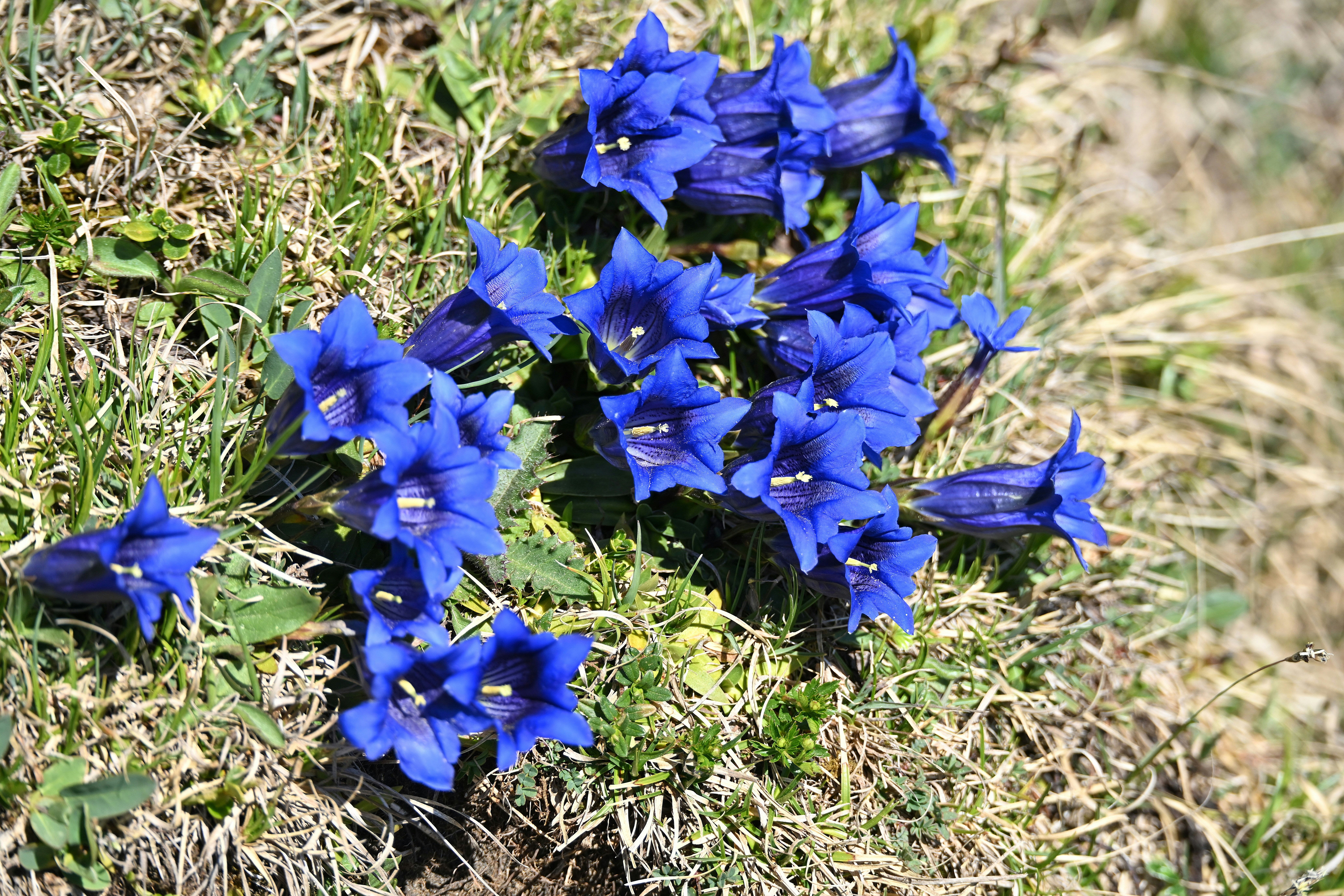 Blue bells in sunlit scrub