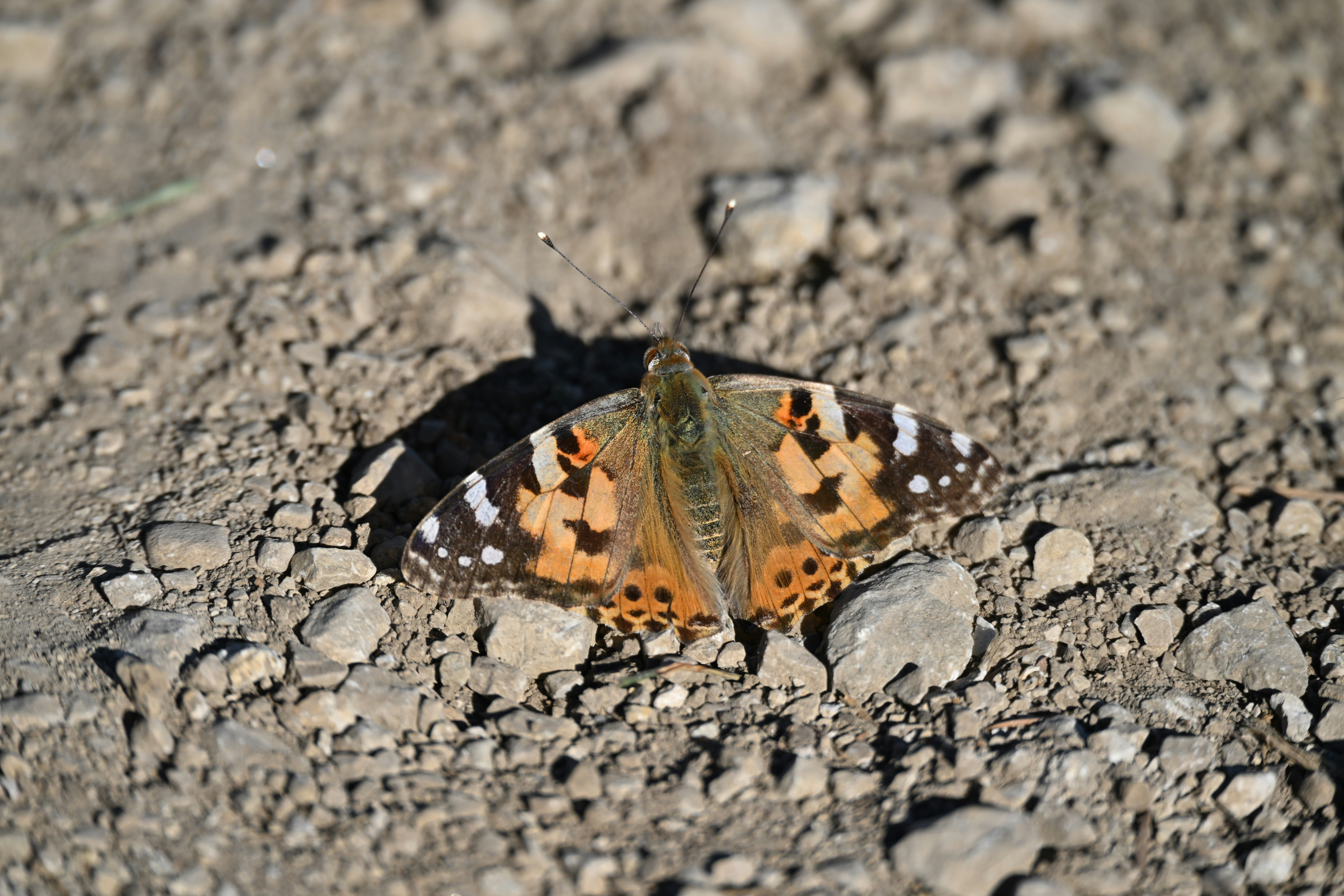 Ground-medallion: An Orange-Black Butterfly Resting on Pebbled Path