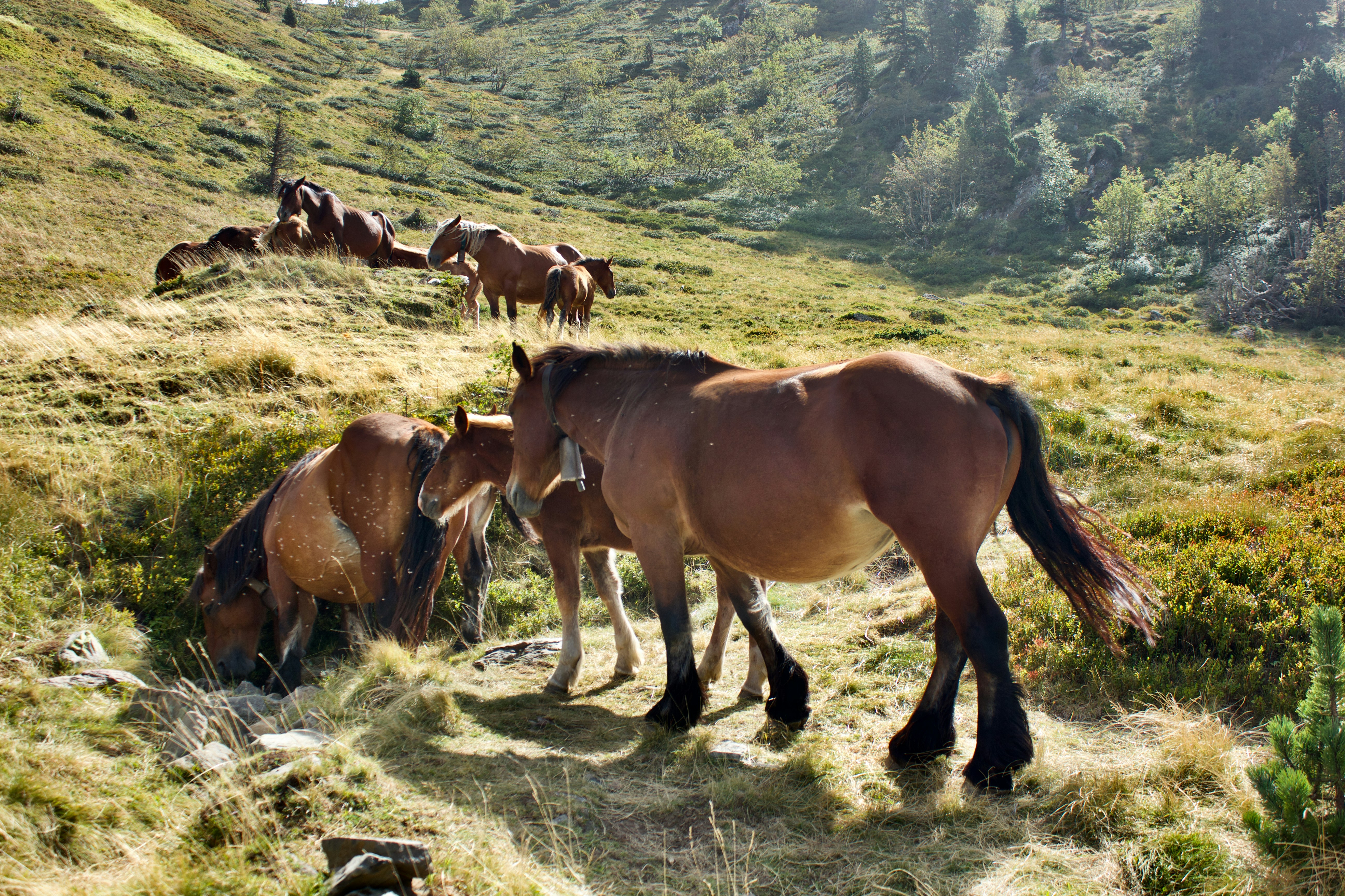 Herd at Rest on a Sunlit Slope