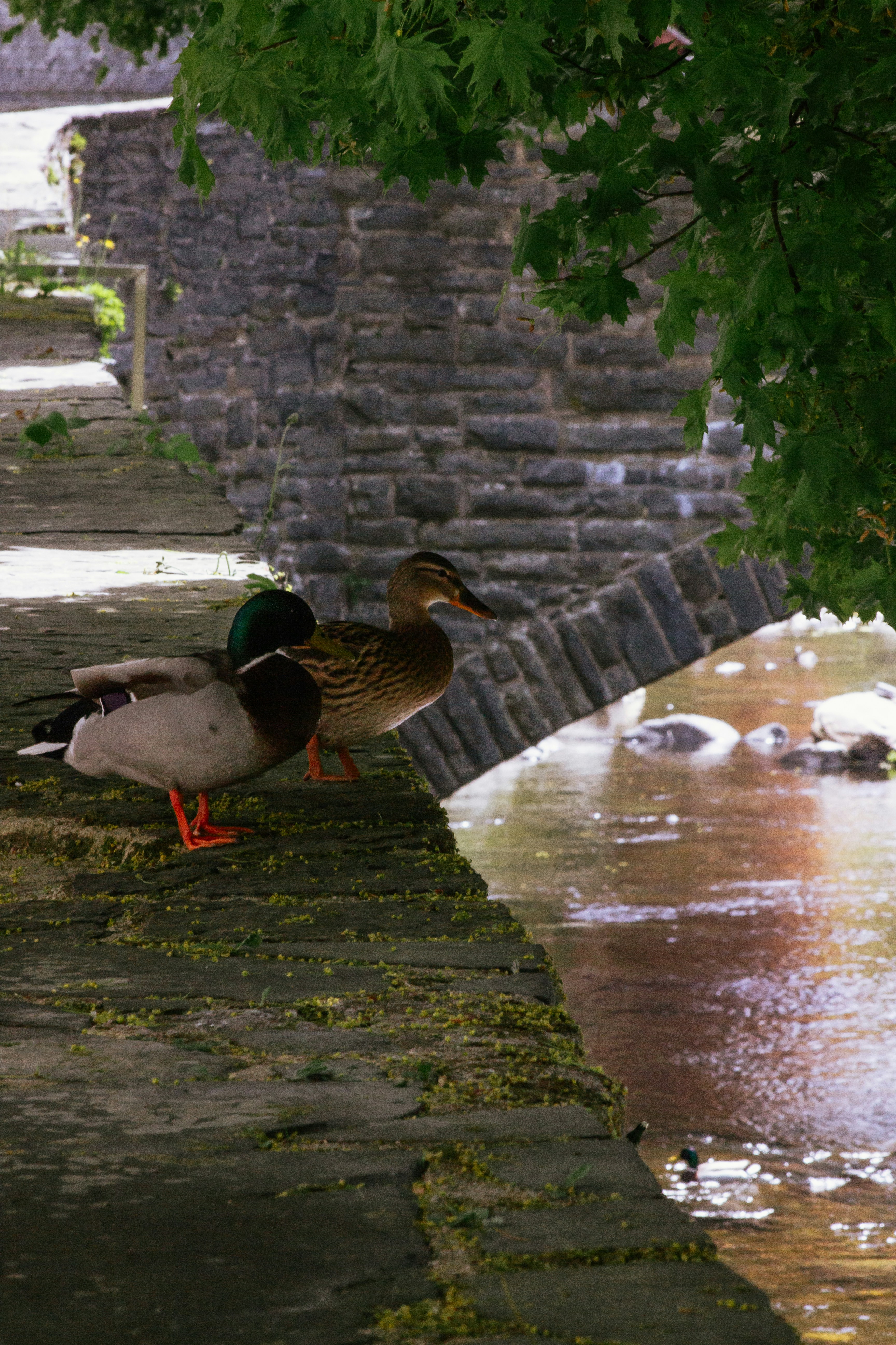 Duck Pair at the Mossy Riverside Stair