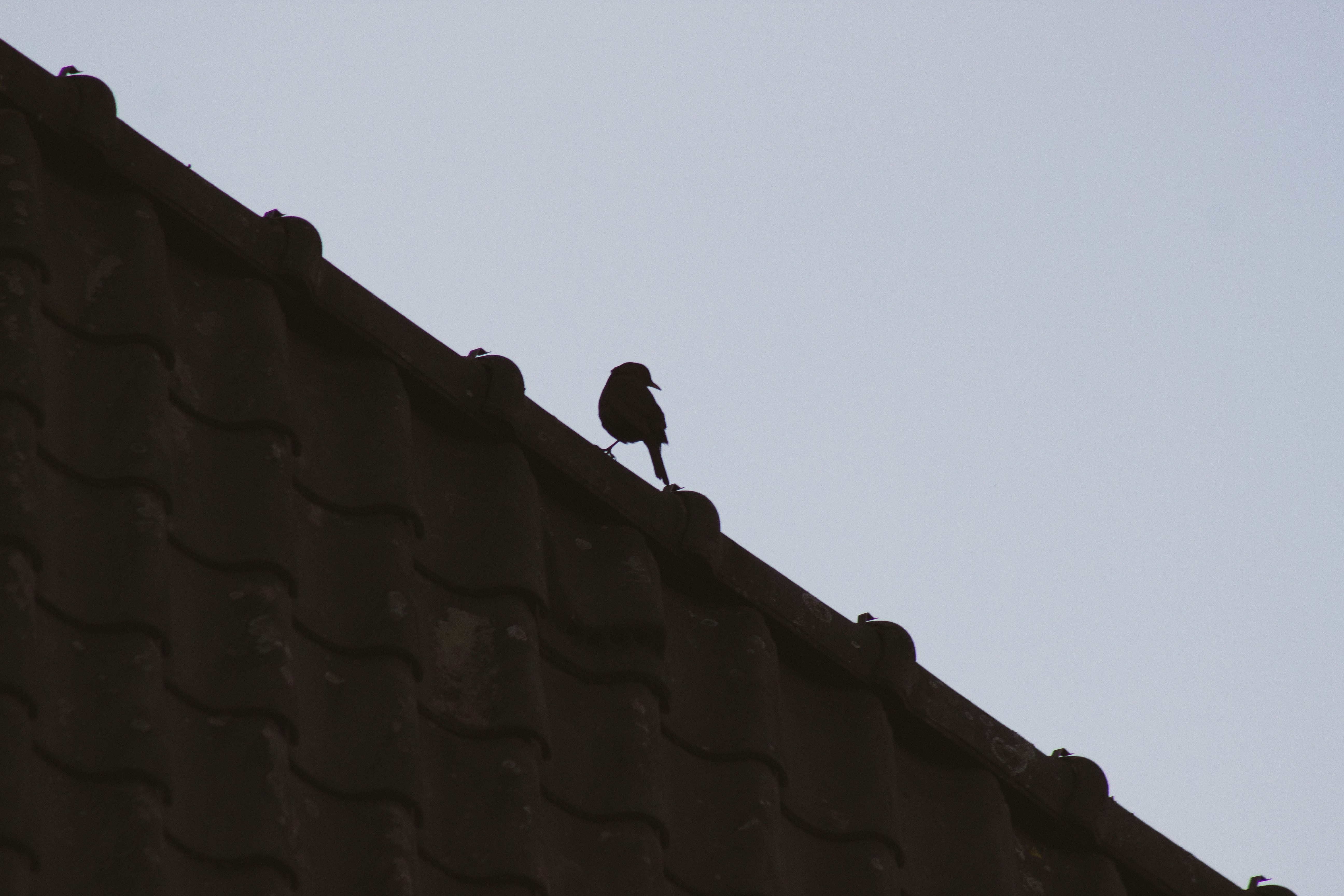 A lone dove on the ridge under soft evening light