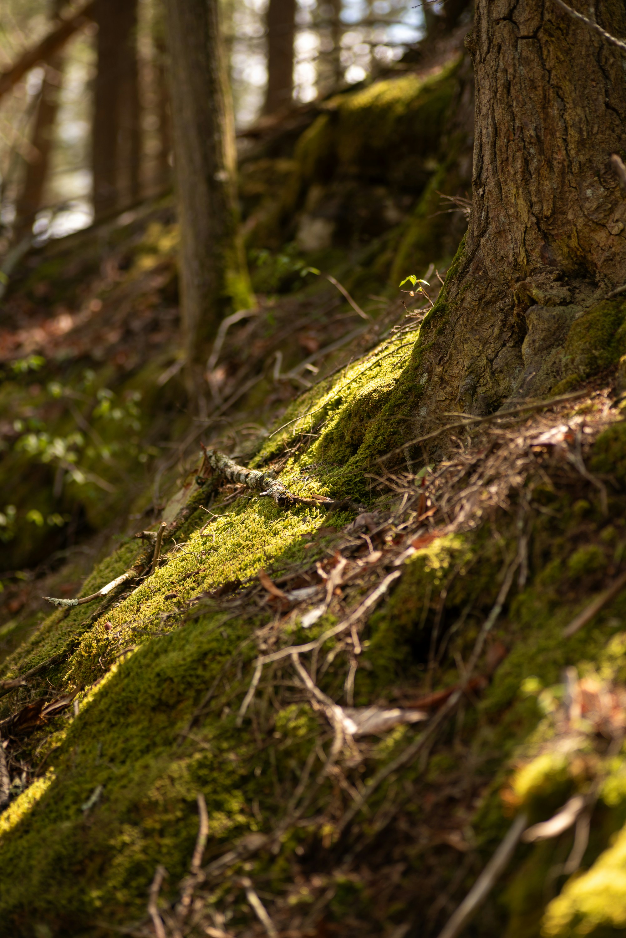 Moss-clad Roots Reaching Uphill in a Quiet Forest