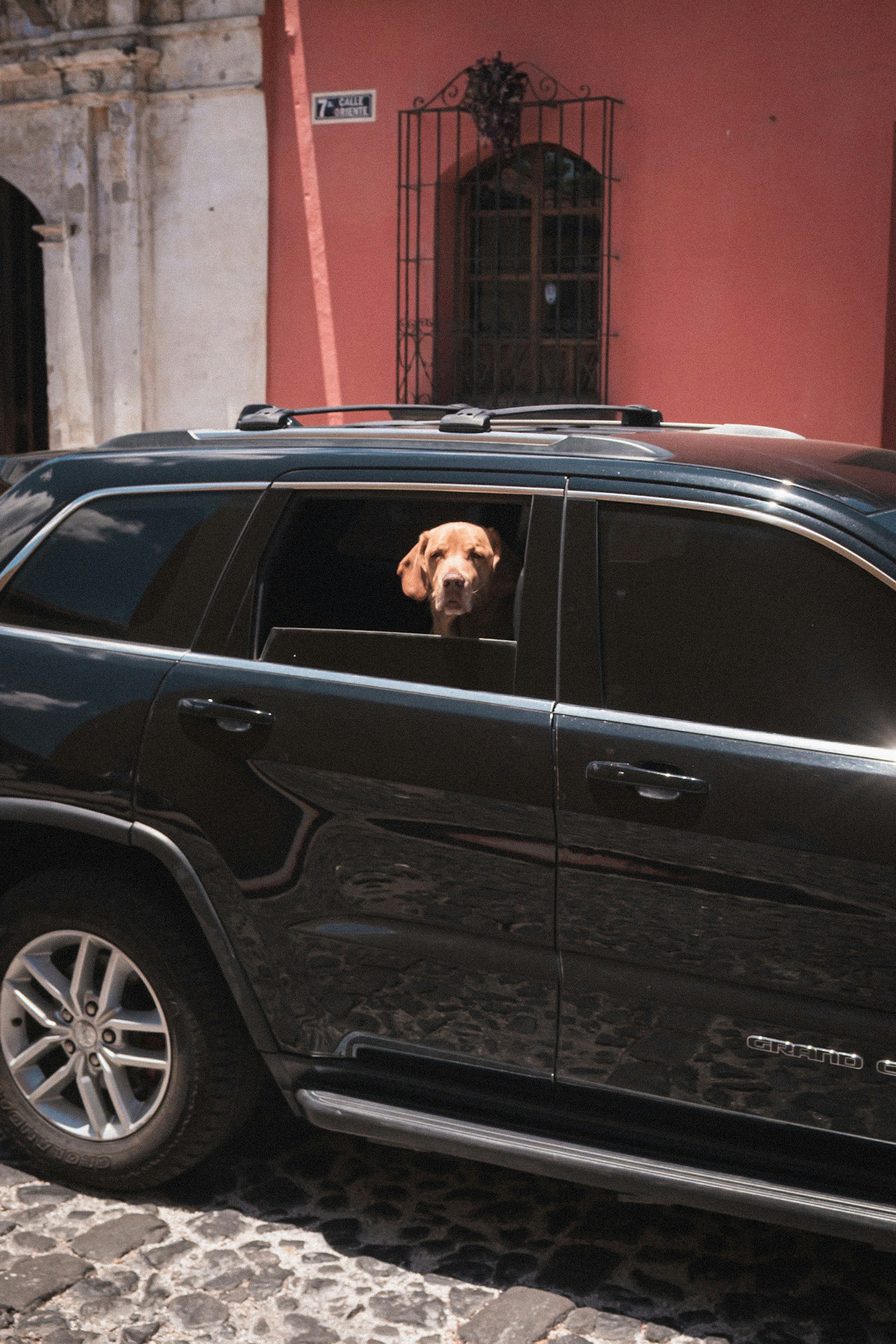 Watchful Pup in a City Car Window