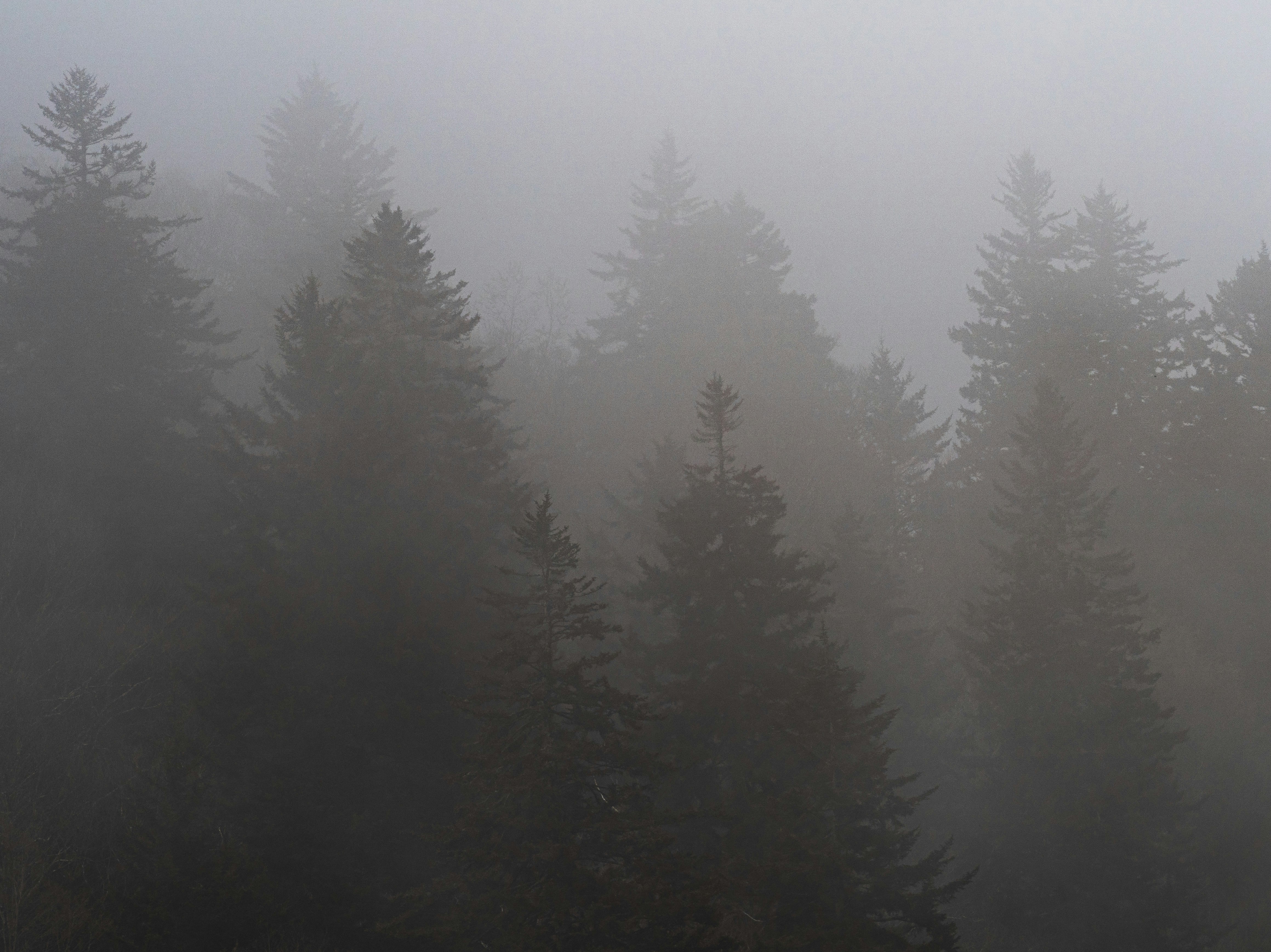 Mist Veil Over Silent Pines