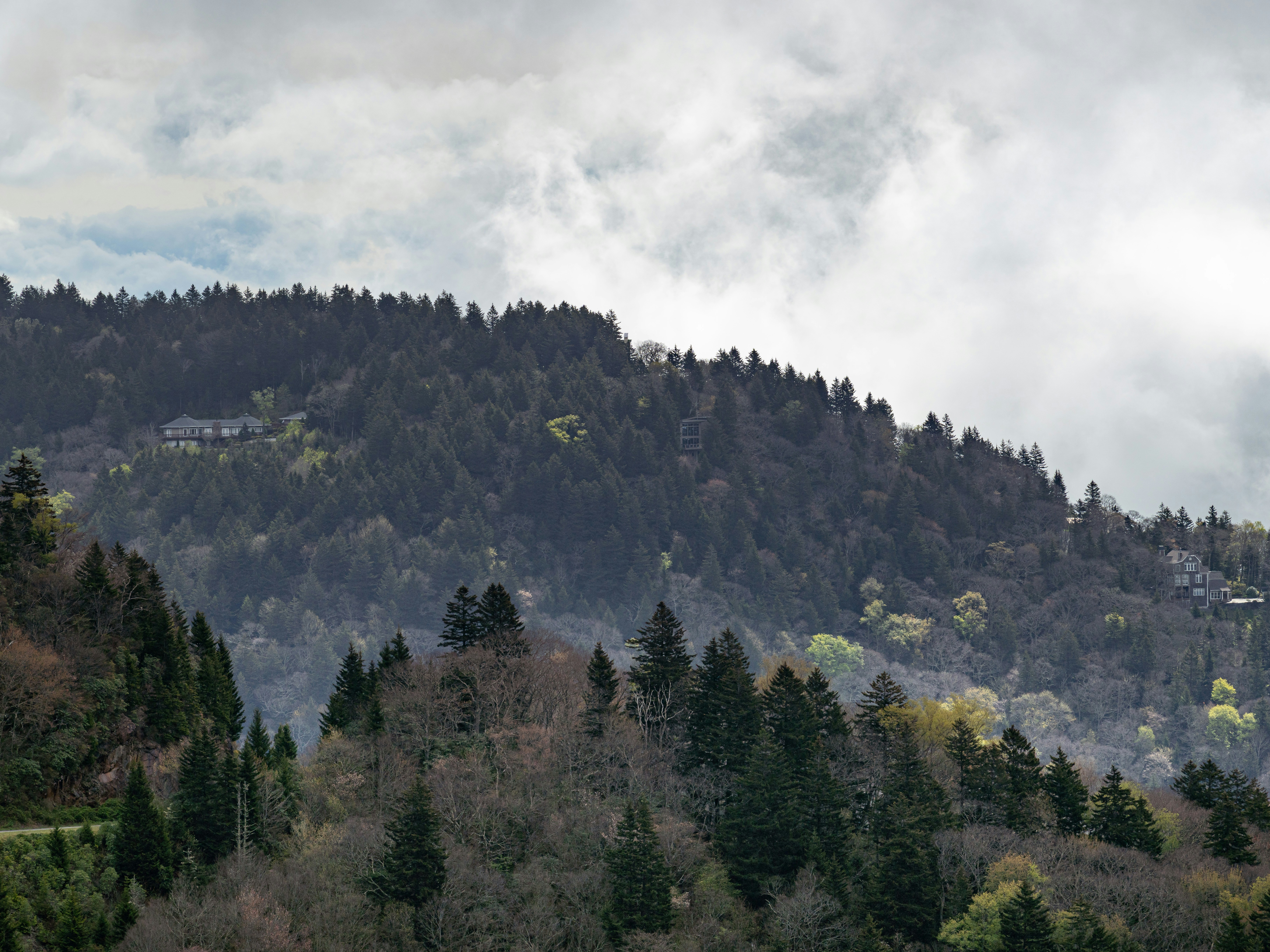 Misty Ridge: Pine Forest Against a Cloudy Sky
