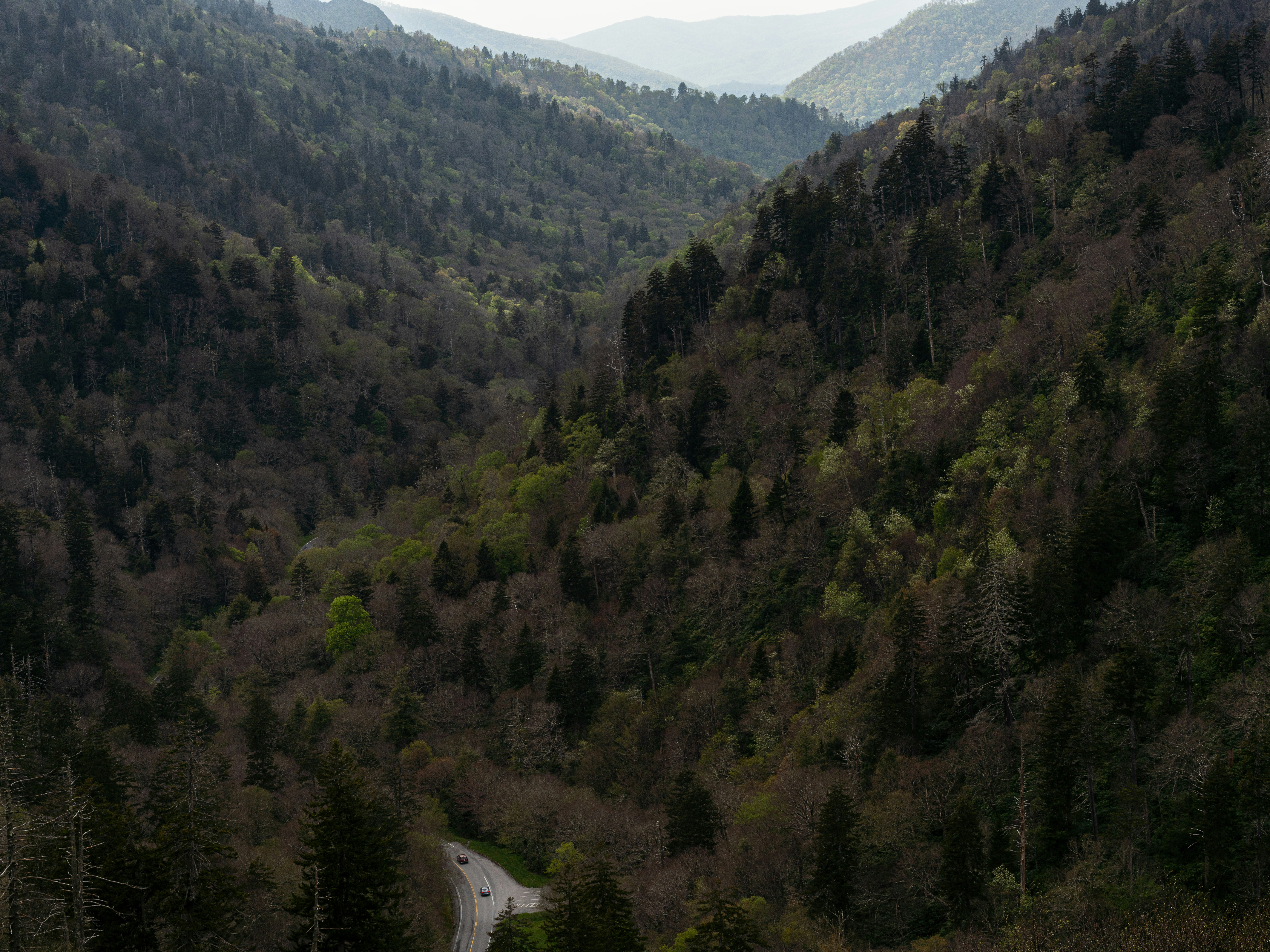 Hidden Valley Road Winding Through Silent Pines