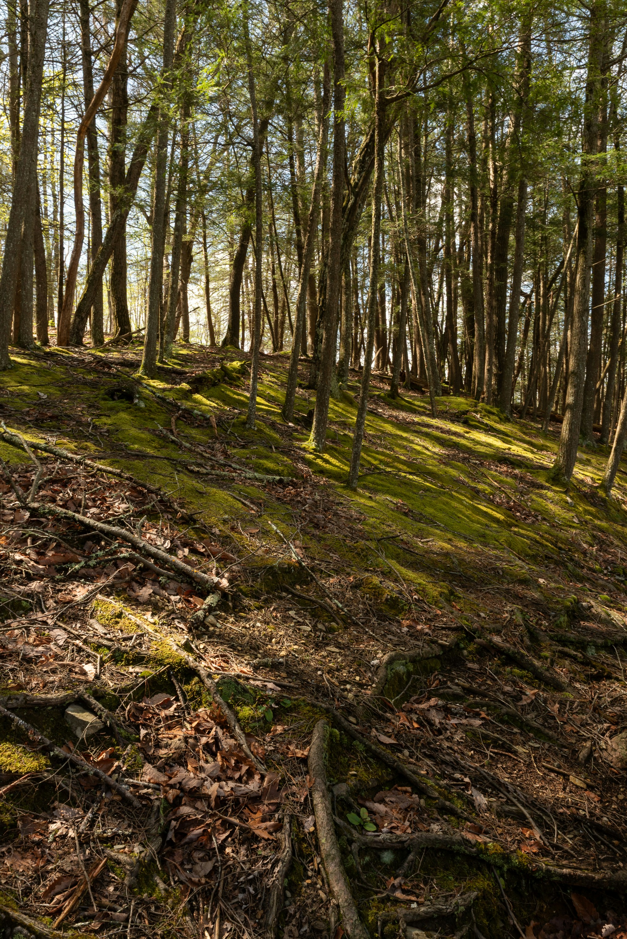 Sunlit forest floor: mossy steps through a leaning grove