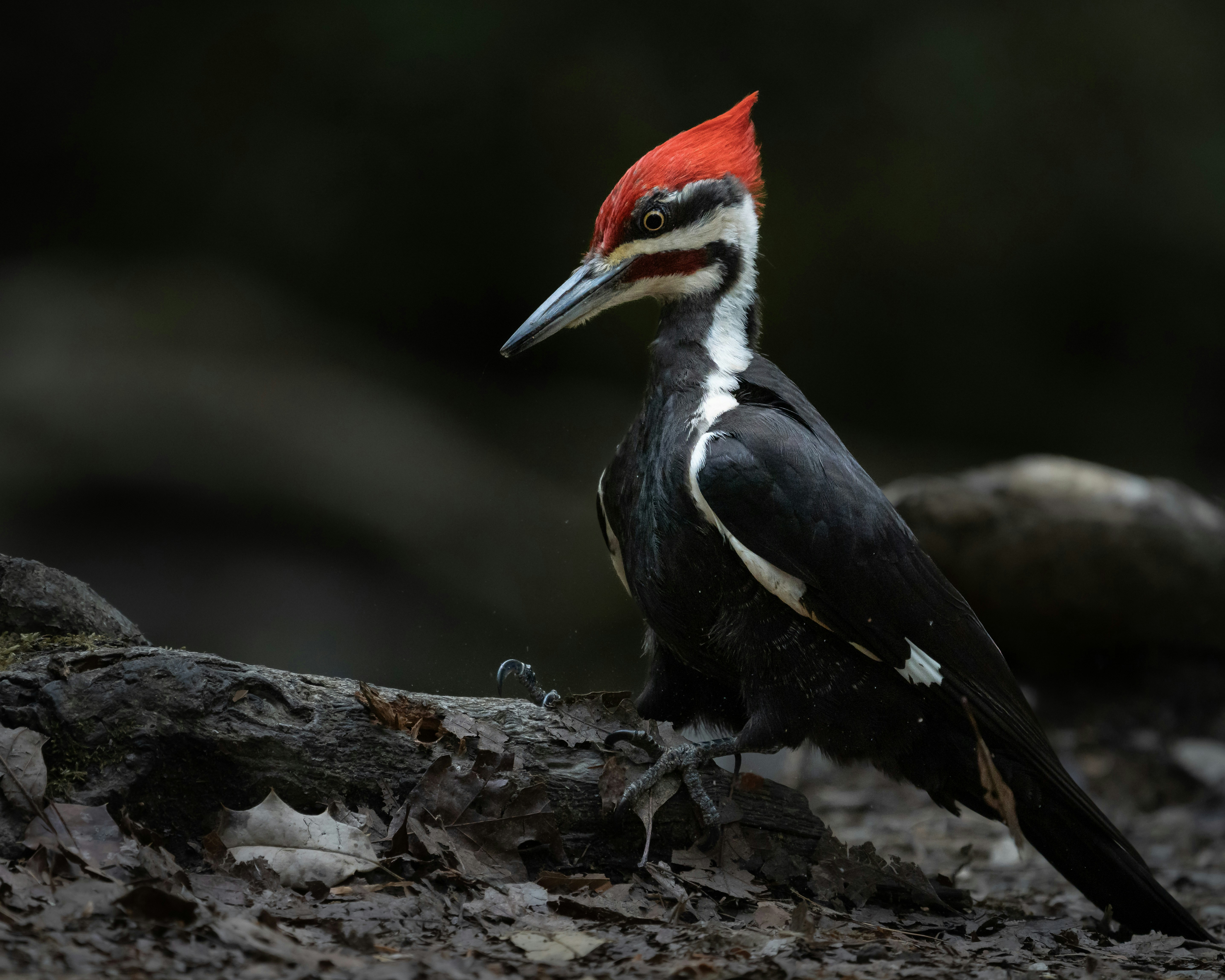 Red-crowned Striated Drifter: A Crowned Woodpecker Strikes a Pose on Wet Ground