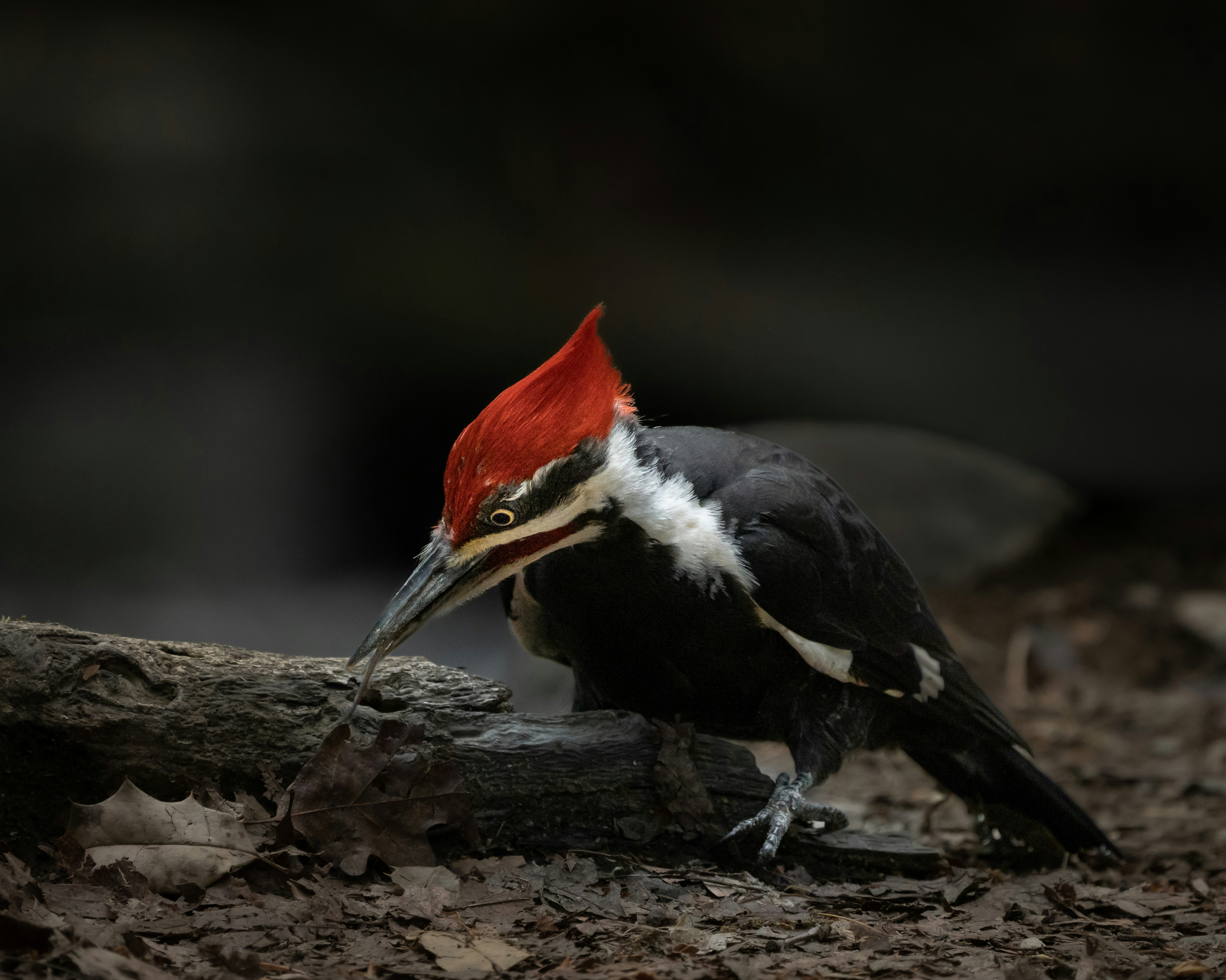 Red-crowned Woodpecker in Low Light, Foraging on a Fallen Log