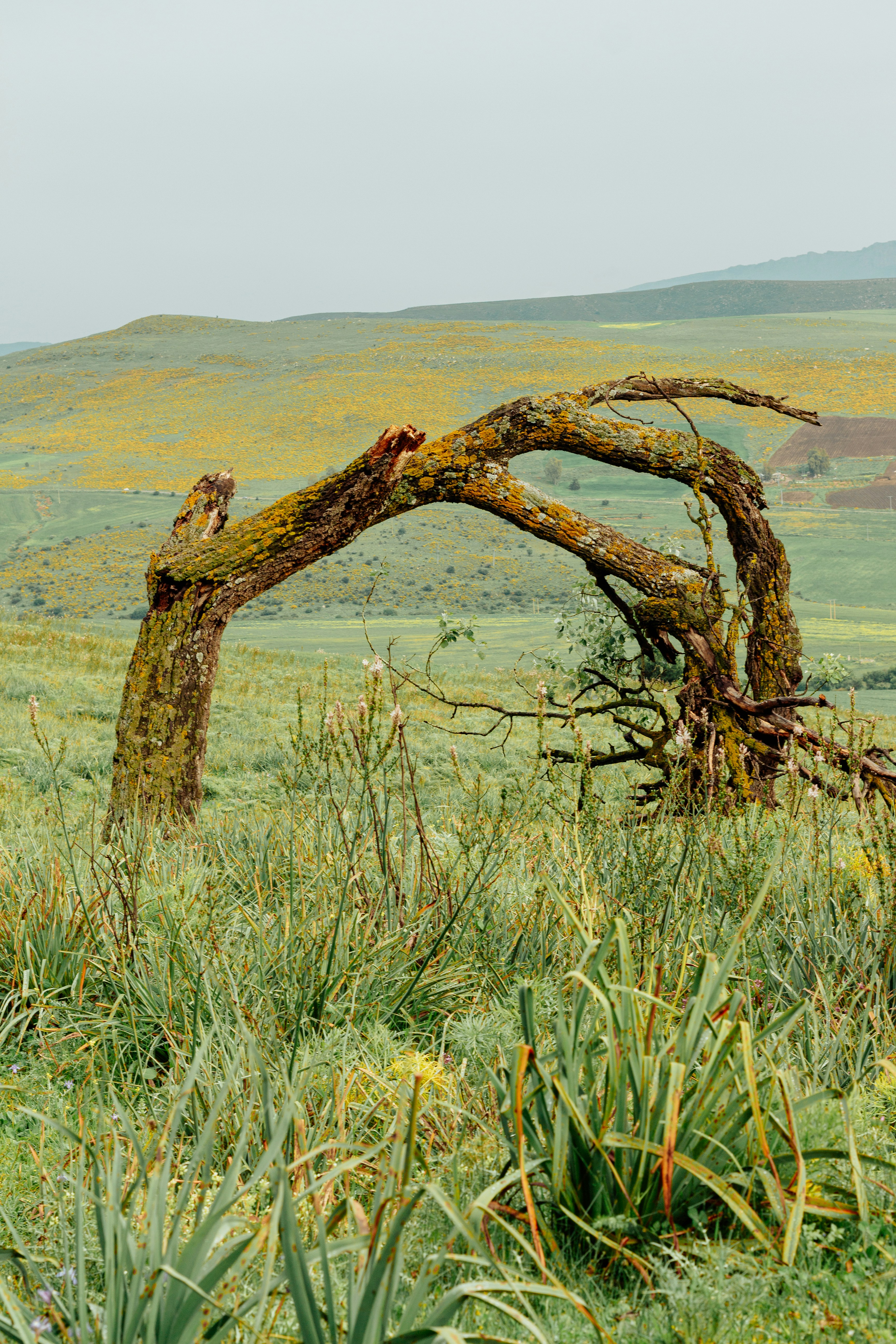 Ancient Arch of Weathered Branches in a Field of Yellow Blooms