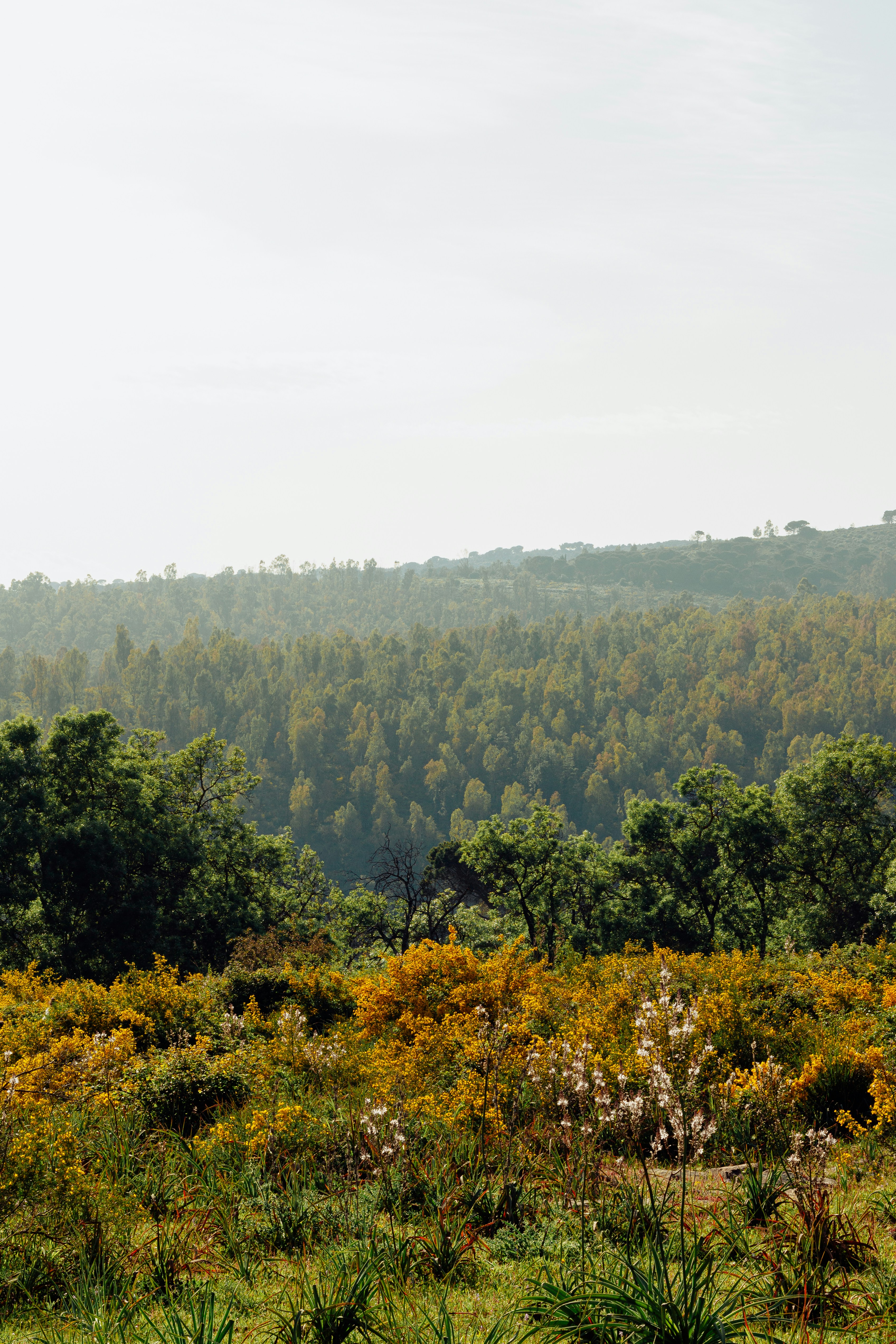 Sunlit Wildflower Ridge Over rolling Forest