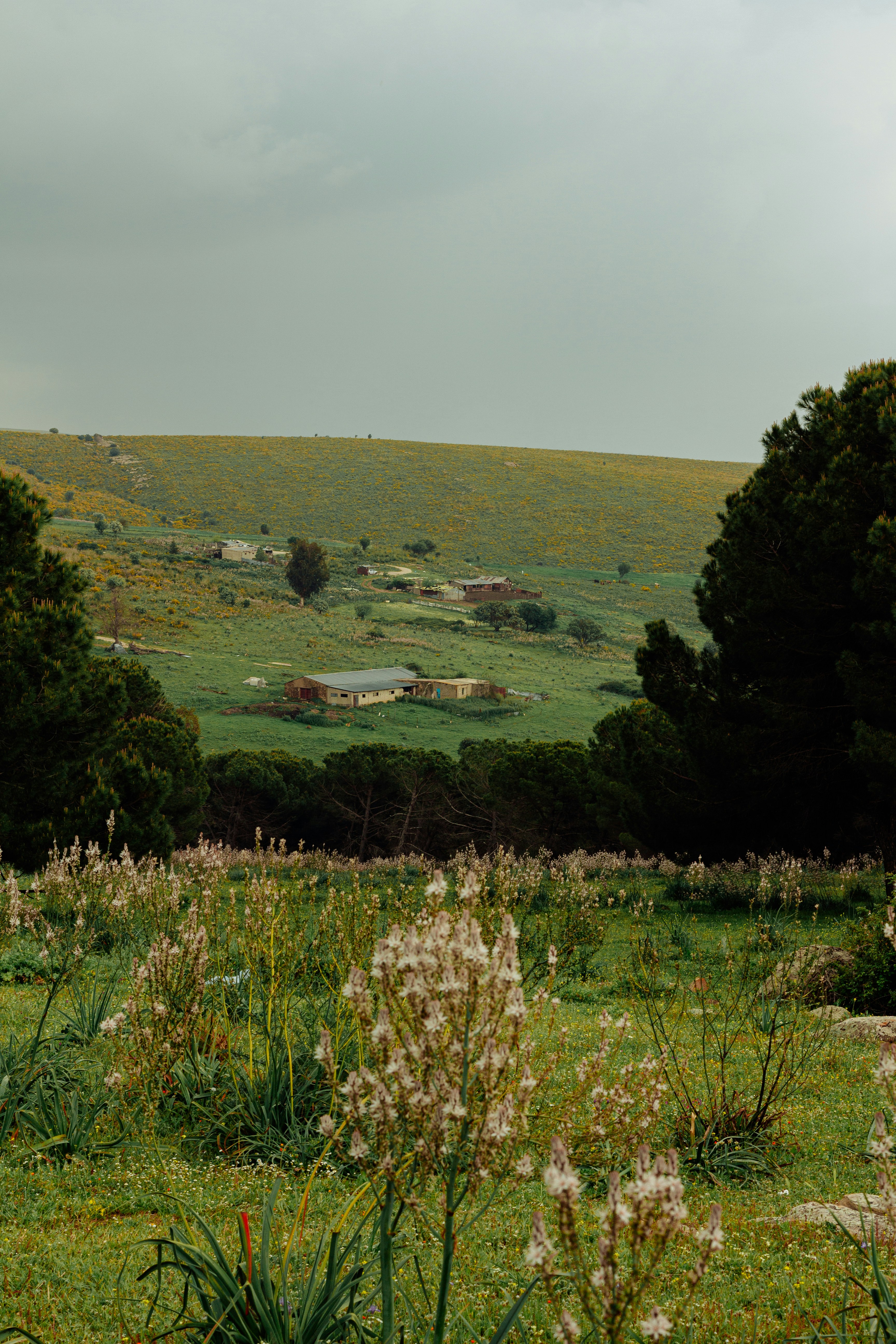 Quiet Hilltop Farm Amid Blooms Under Cloudy Sky