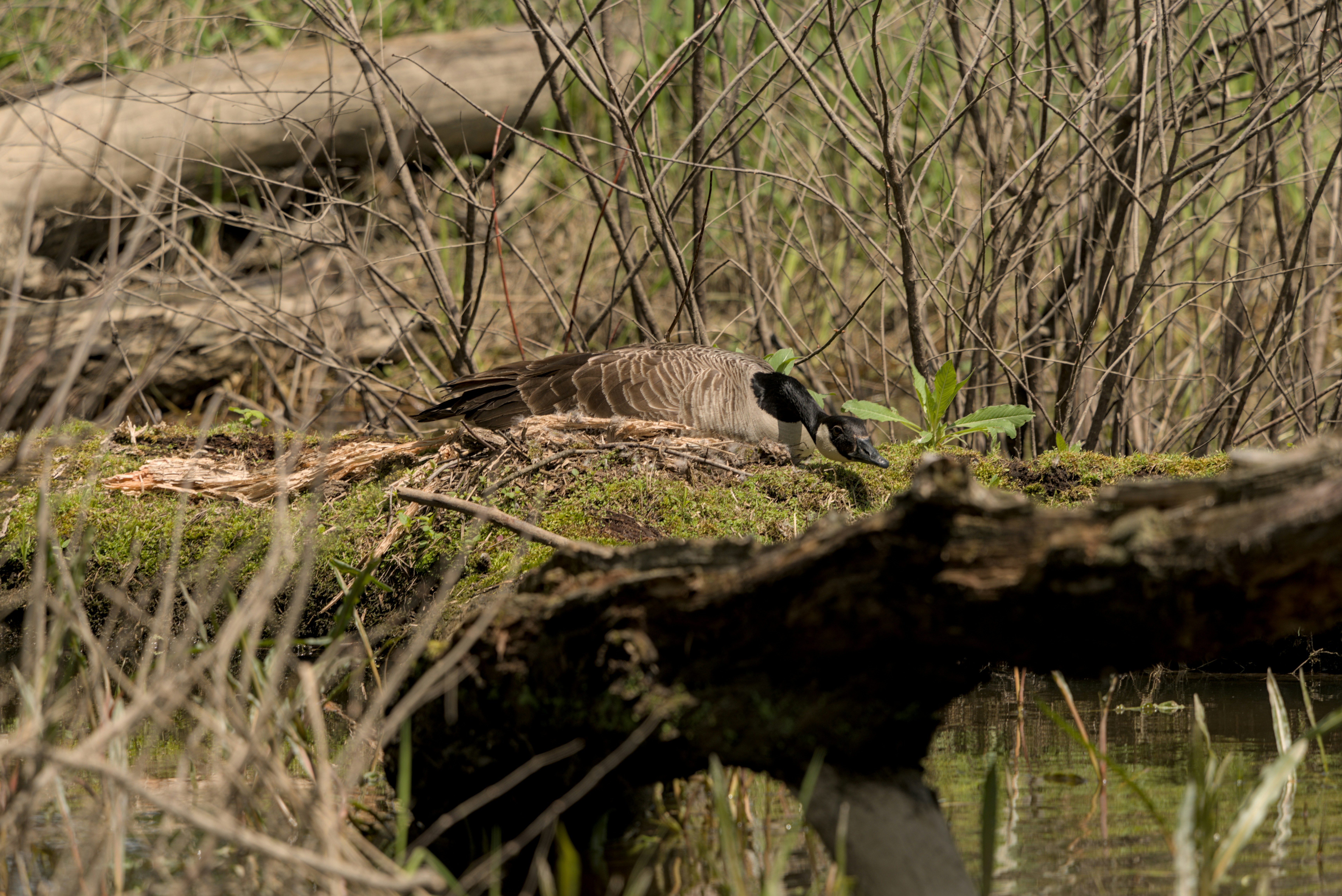 Hidden Shoreline Ambush: A Black-Collared Duck in Quiet Shoreline Scrub