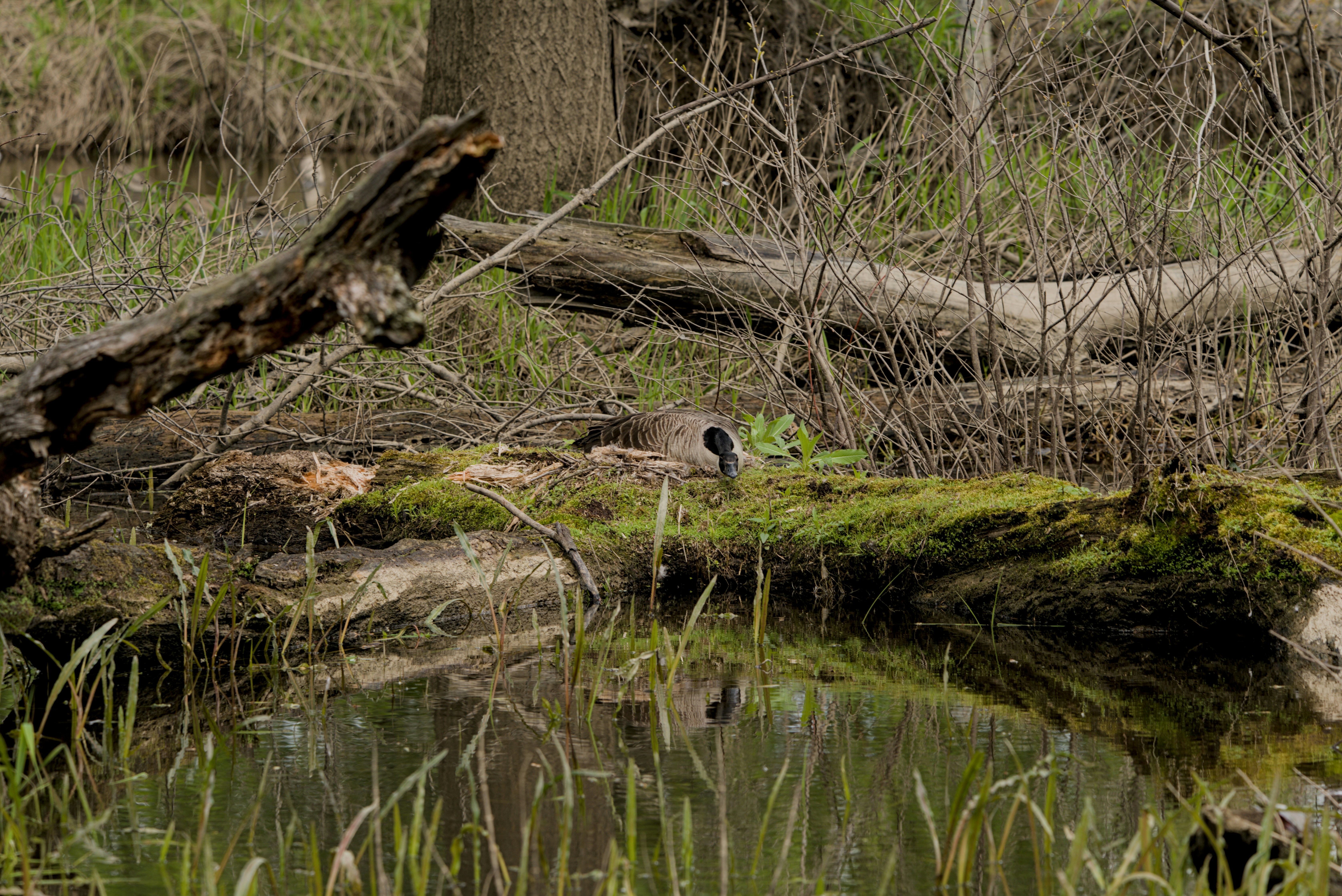 Hidden Waterfowl Between Forest Reflections