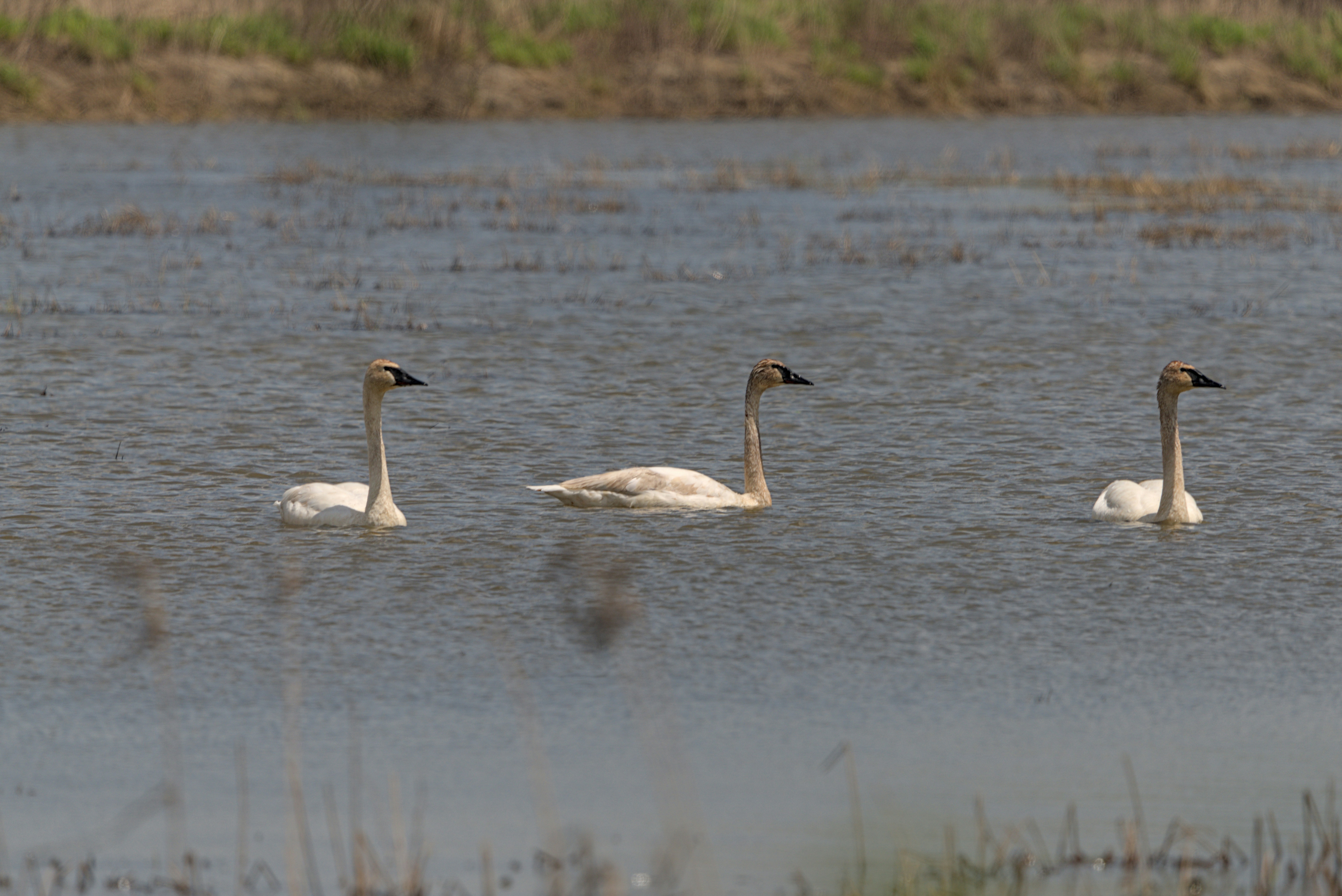 Three Migrant Birds Glide in a Calm Wetland