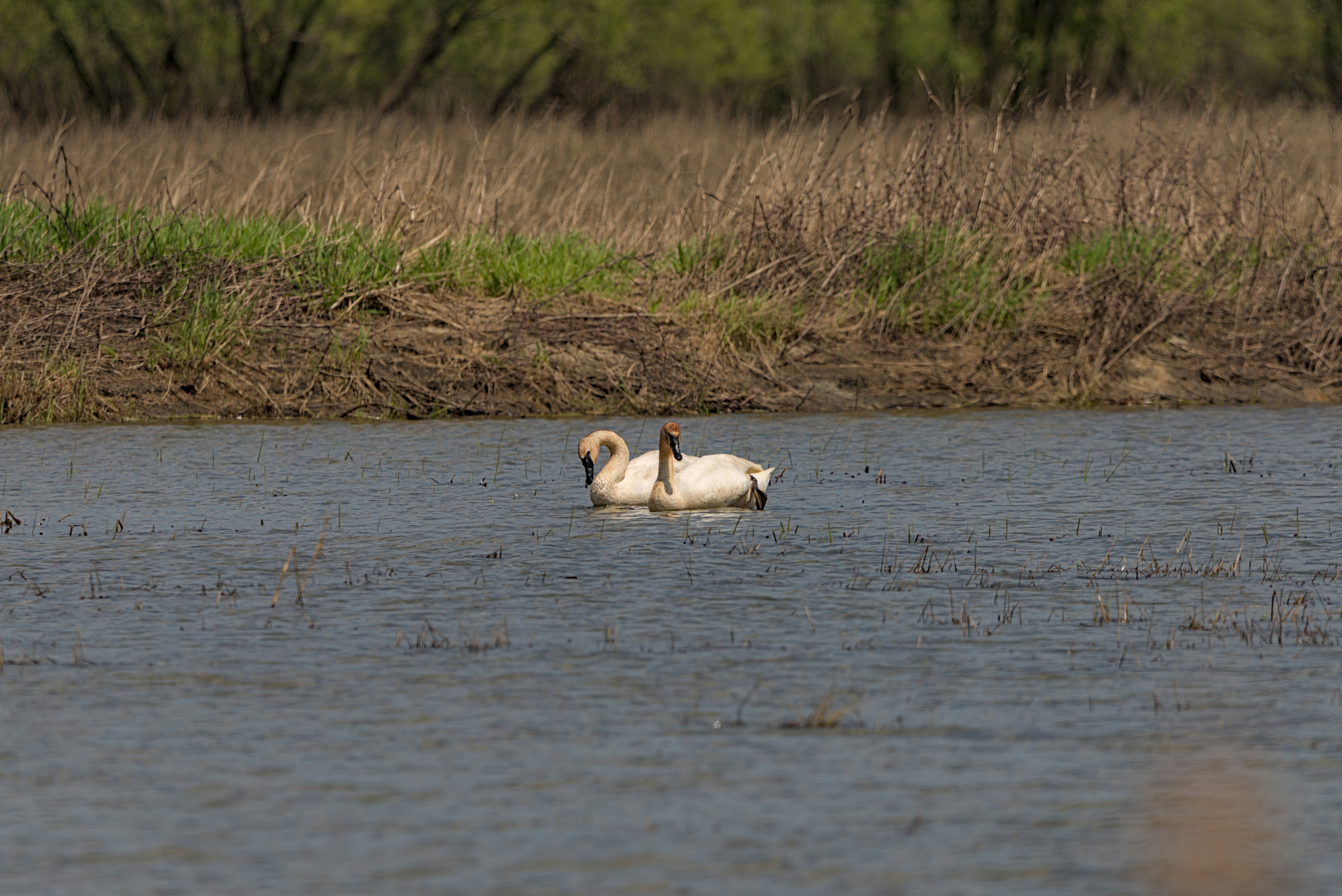 Centered Swift Swans: A Quiet Moment on Calm Wetland