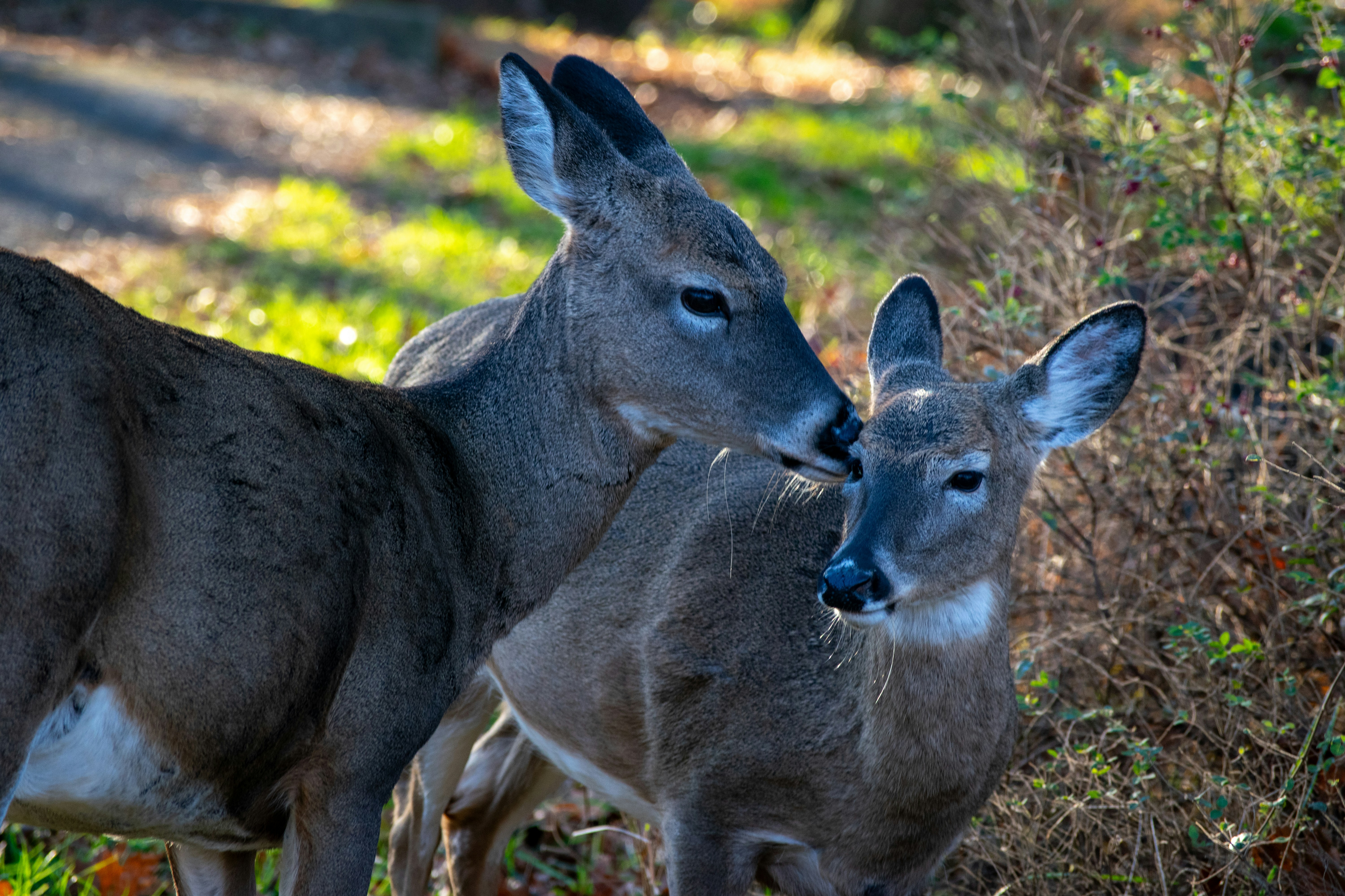 Two Deer Share a Quiet Moment in Dappled Woodland