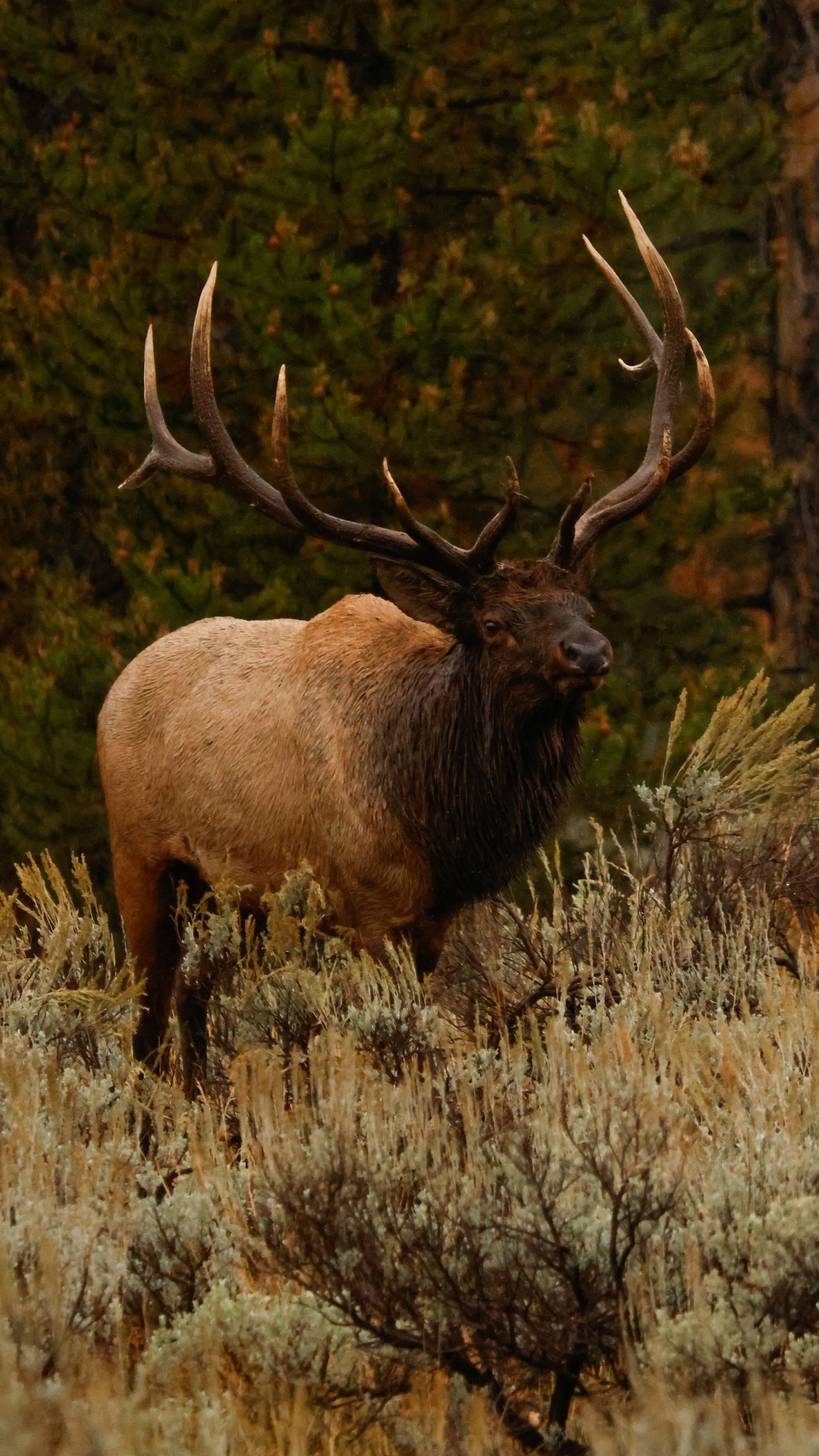 Majestic Bull Stag Pauses Among Sage and Pines