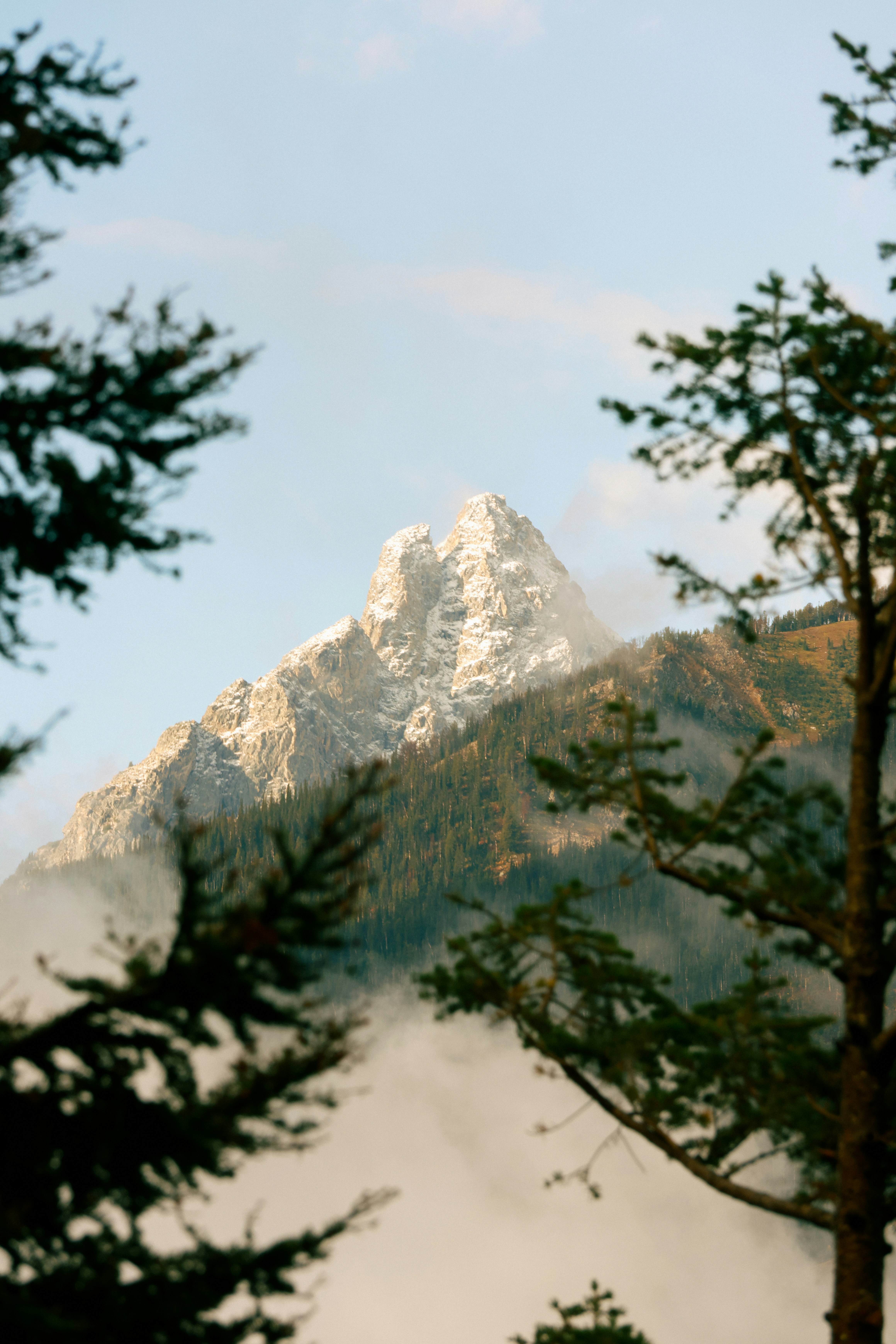 Snow-capped Peak Framed by Conifer Arches