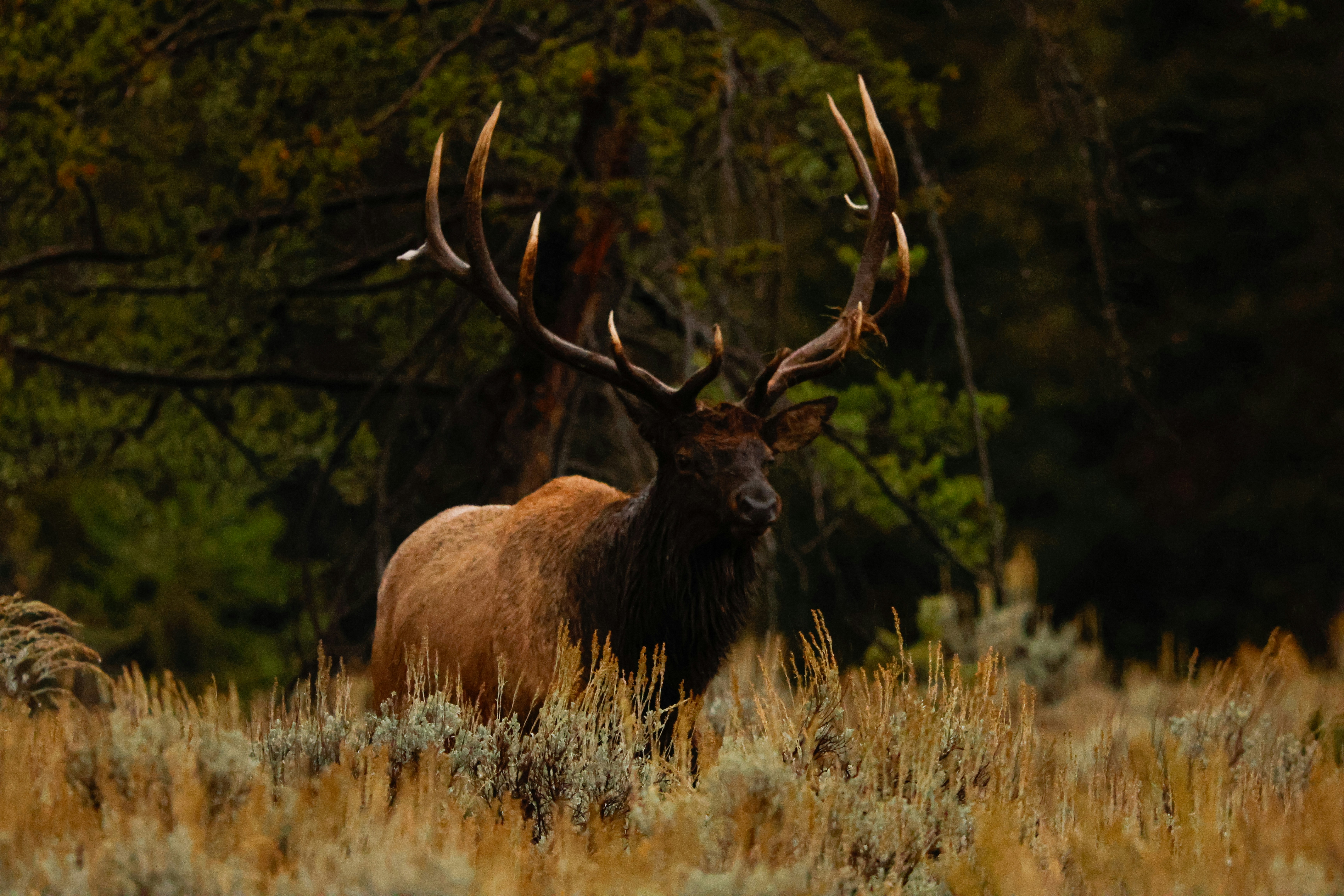 Majestic Stare: A Stag Beneath Autumn Pines