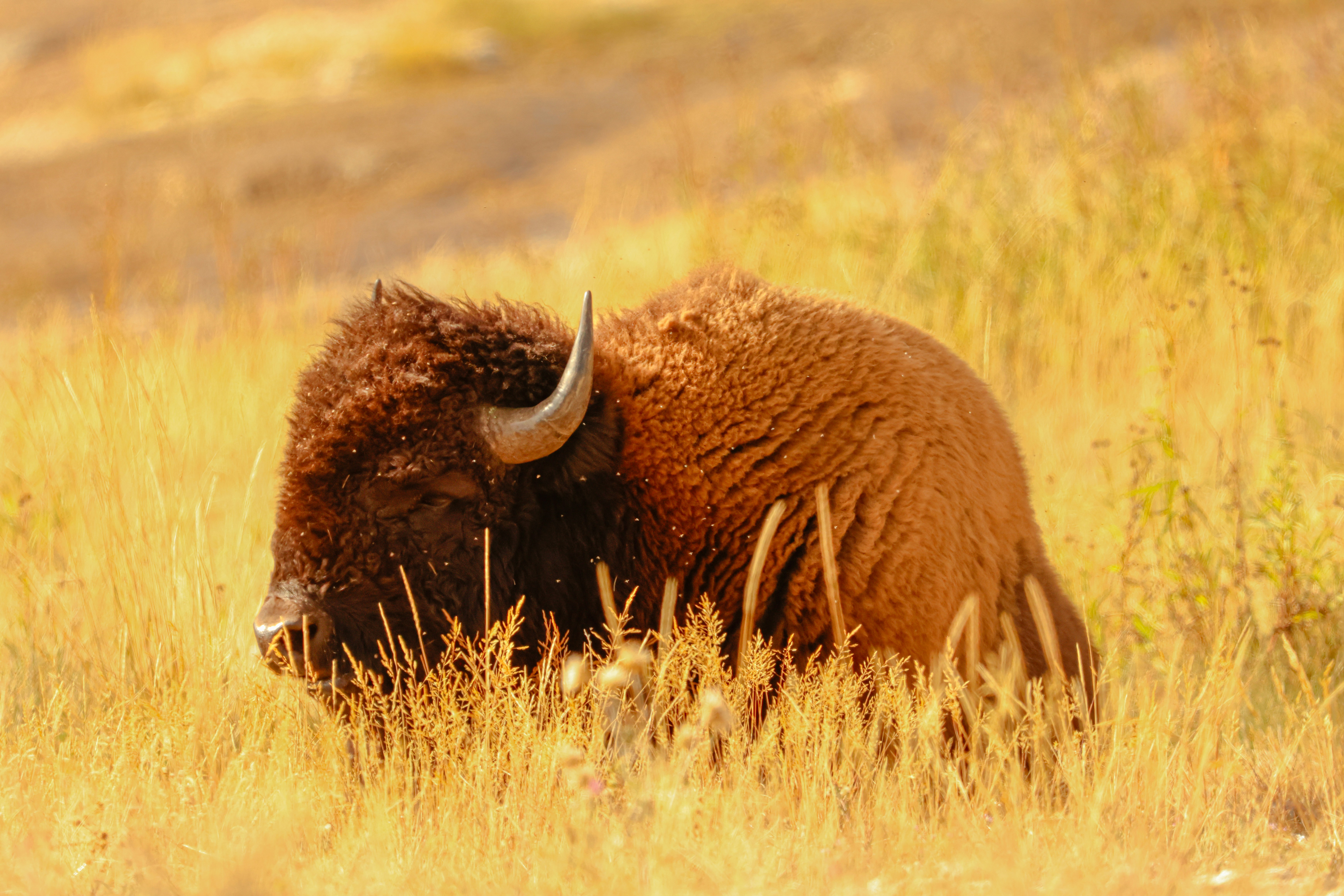 Golden Prairie Stance: A Bison Resting in Evening Grass