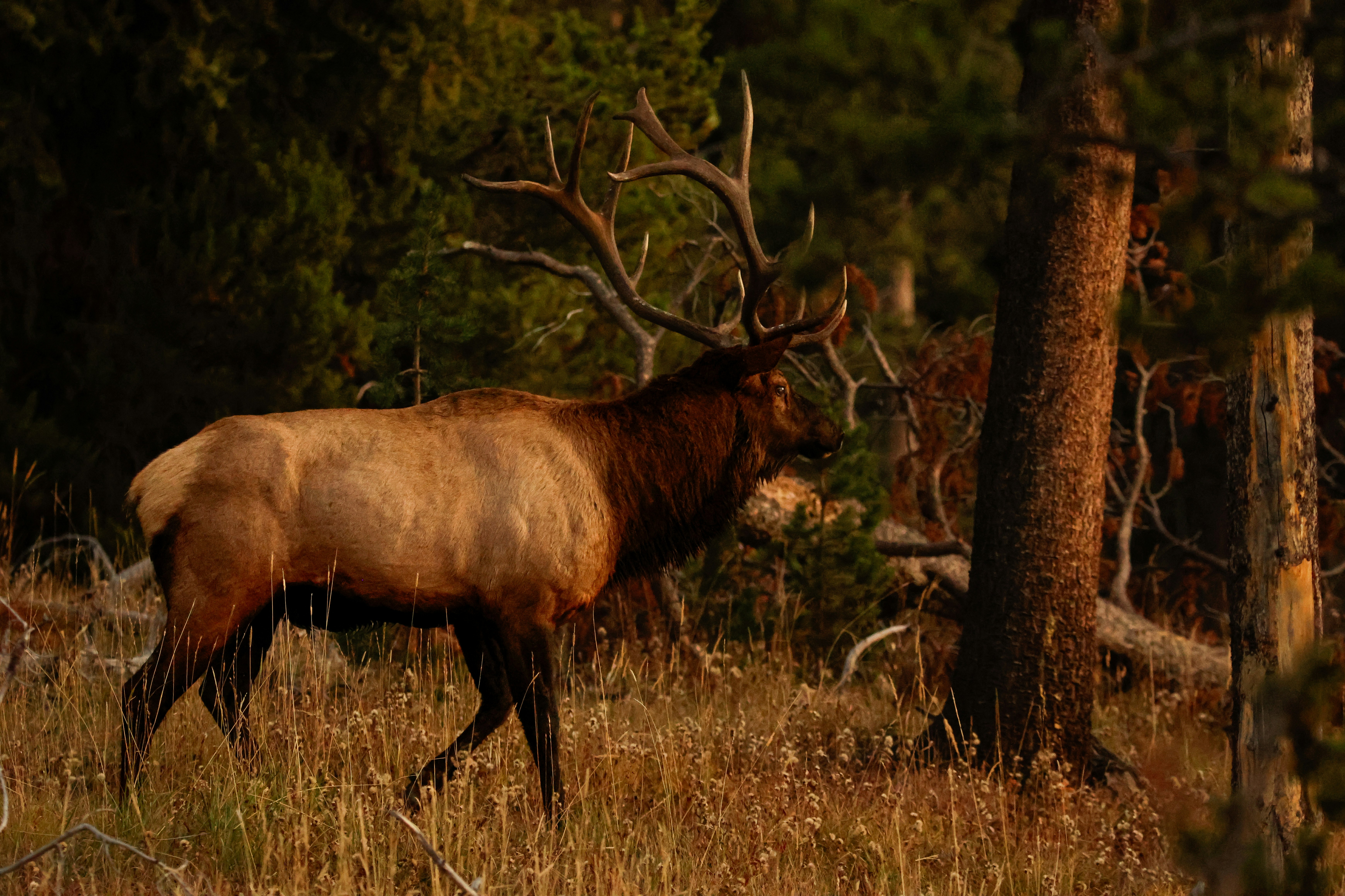 Majestic Bull Elk Stands Guard in Autumn Light