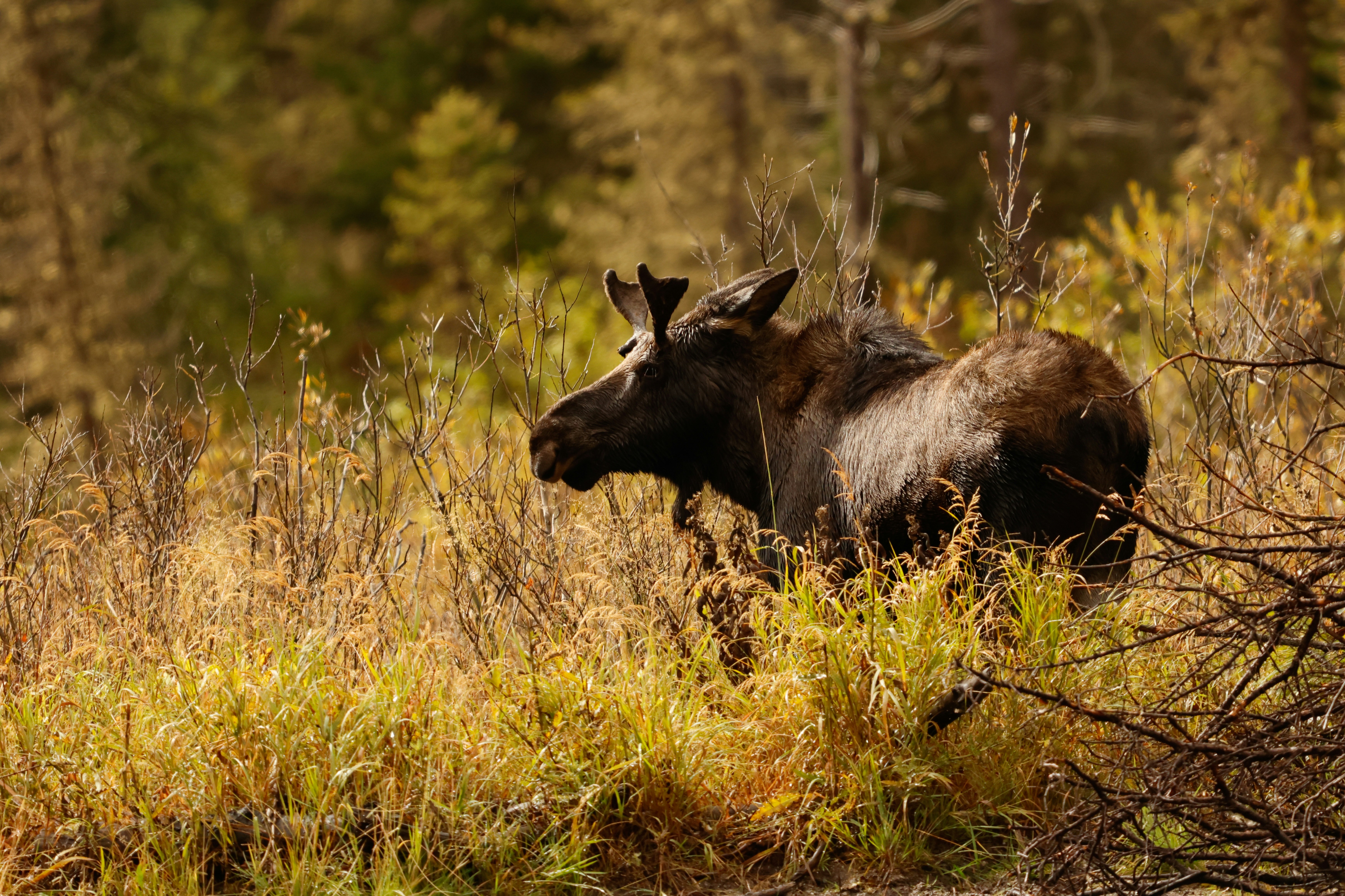 Majestic Moose in Tall Grassland