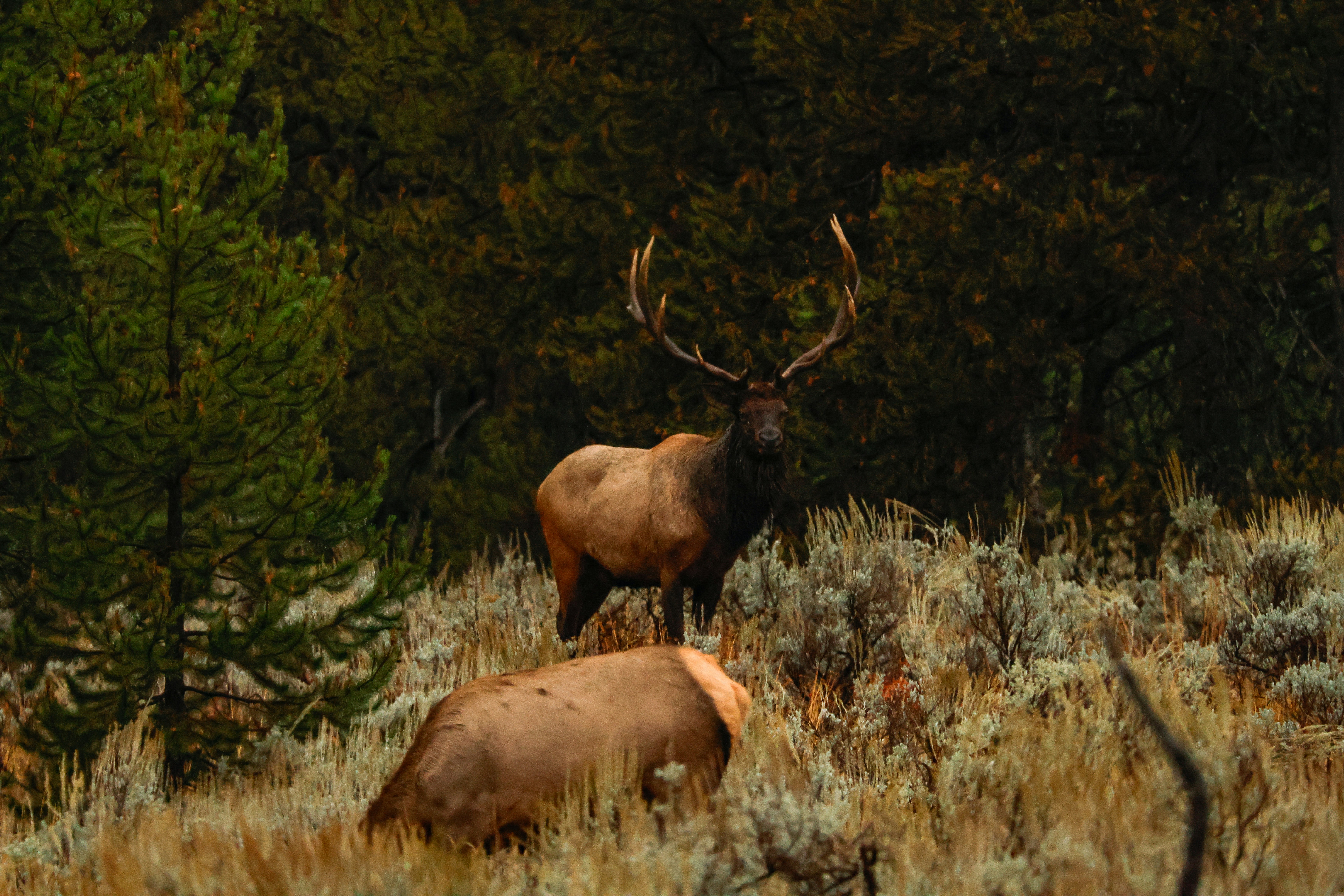 Majestic Stag Among Autumn Sage