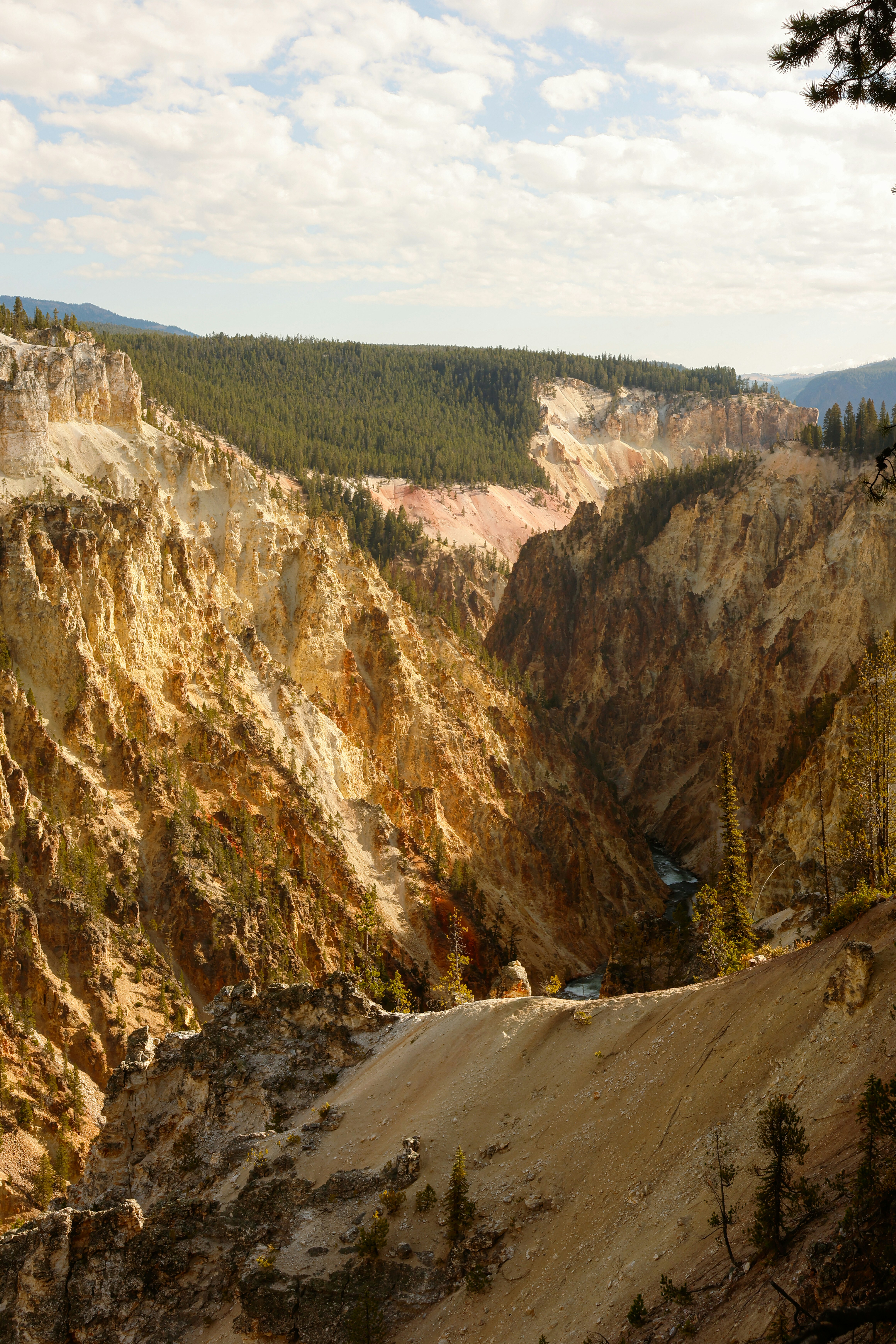 Ravines at Dusk: Striated Cliffs Opening to Pine Crest