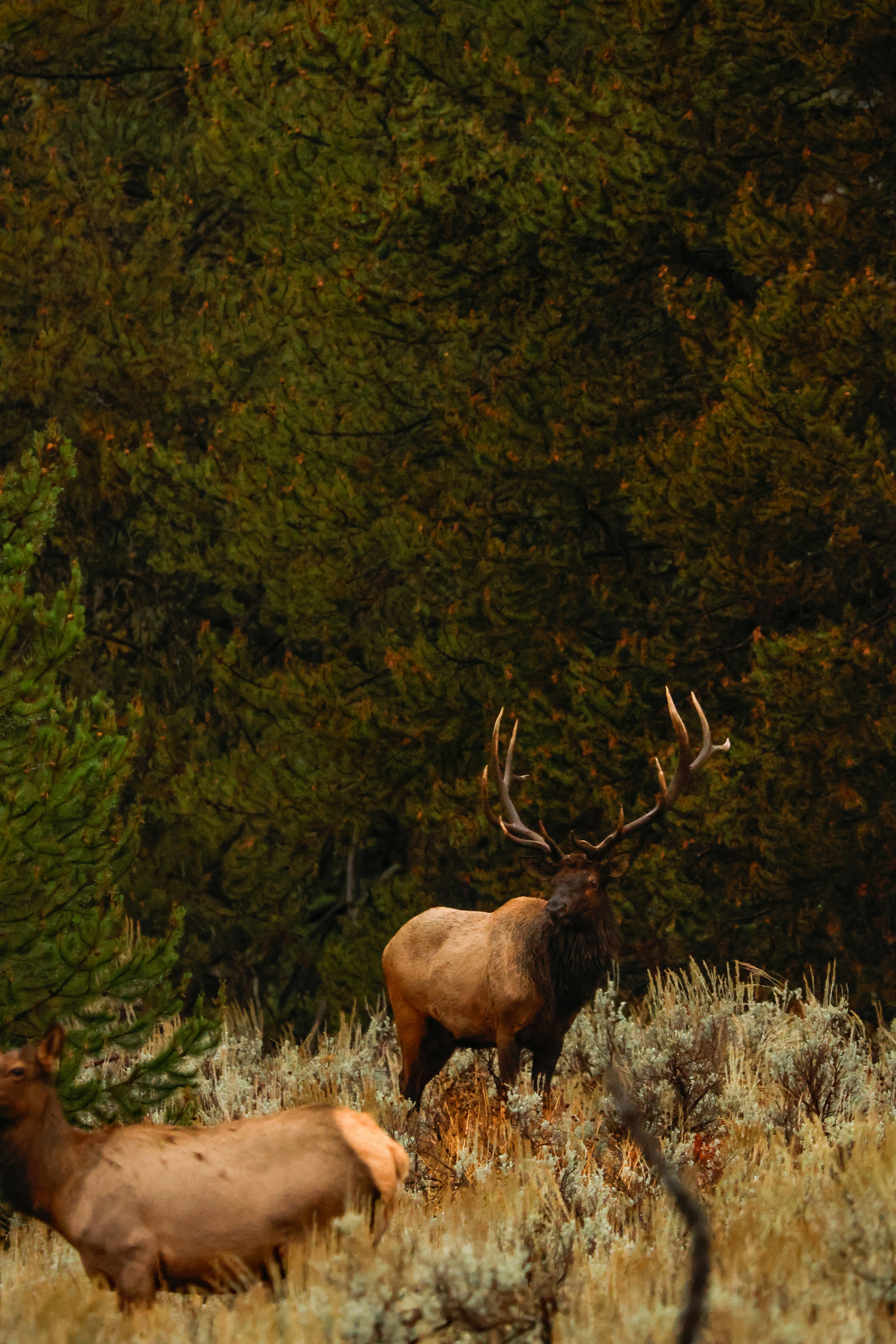 Majestic Elk in Autumn Meadow