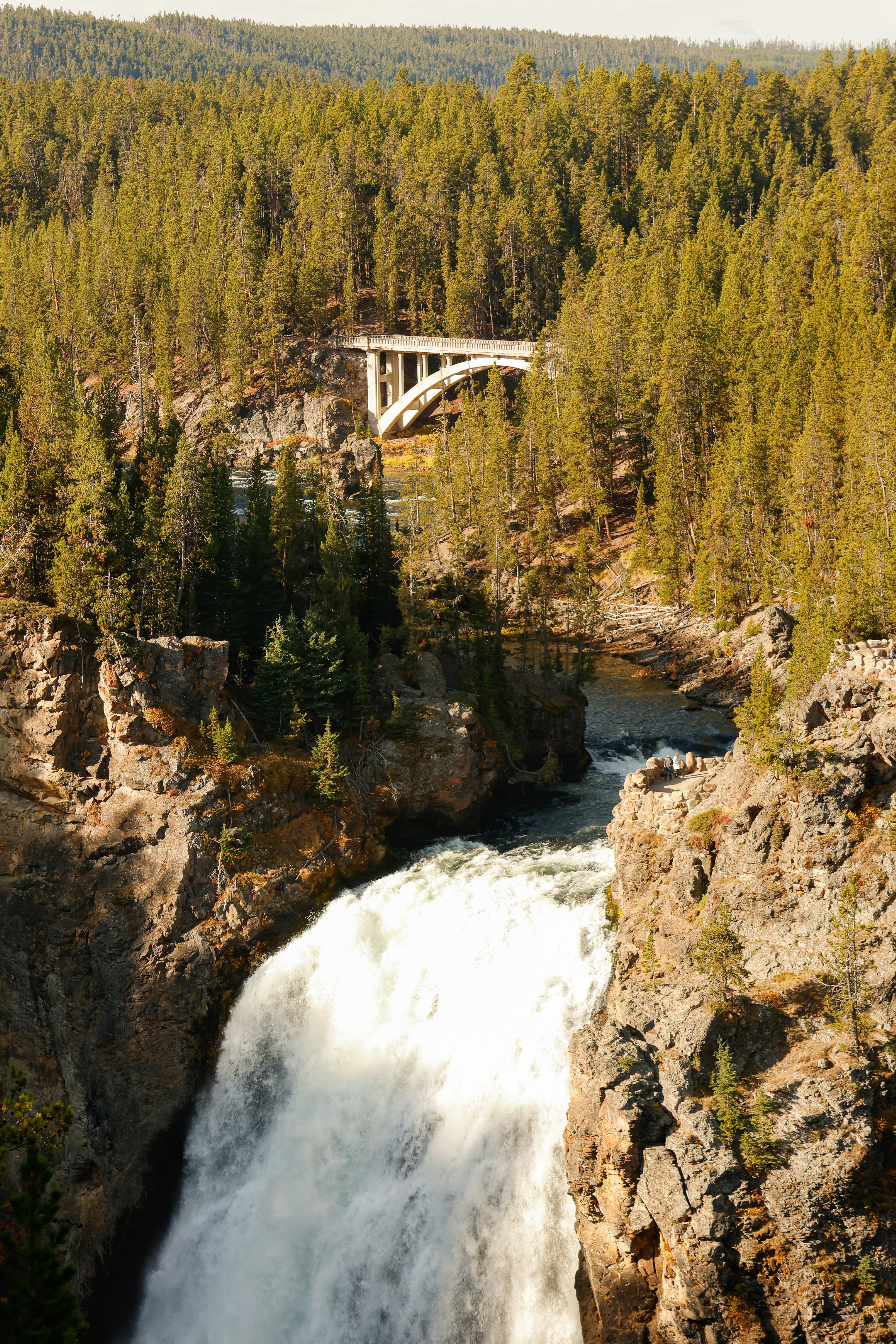 Cascade Beneath the Pine Arcade