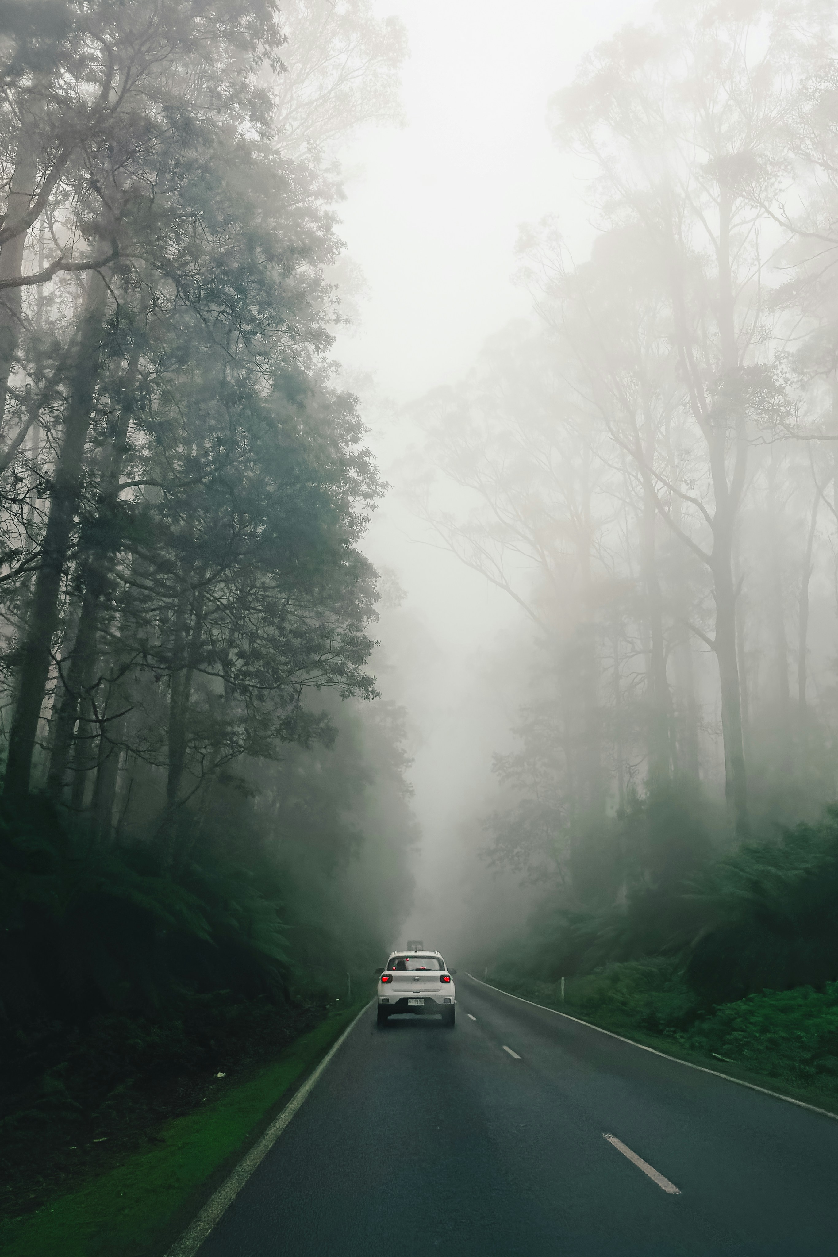 Mist-Threaded Highway: A Car Traverses the Whispering Forest