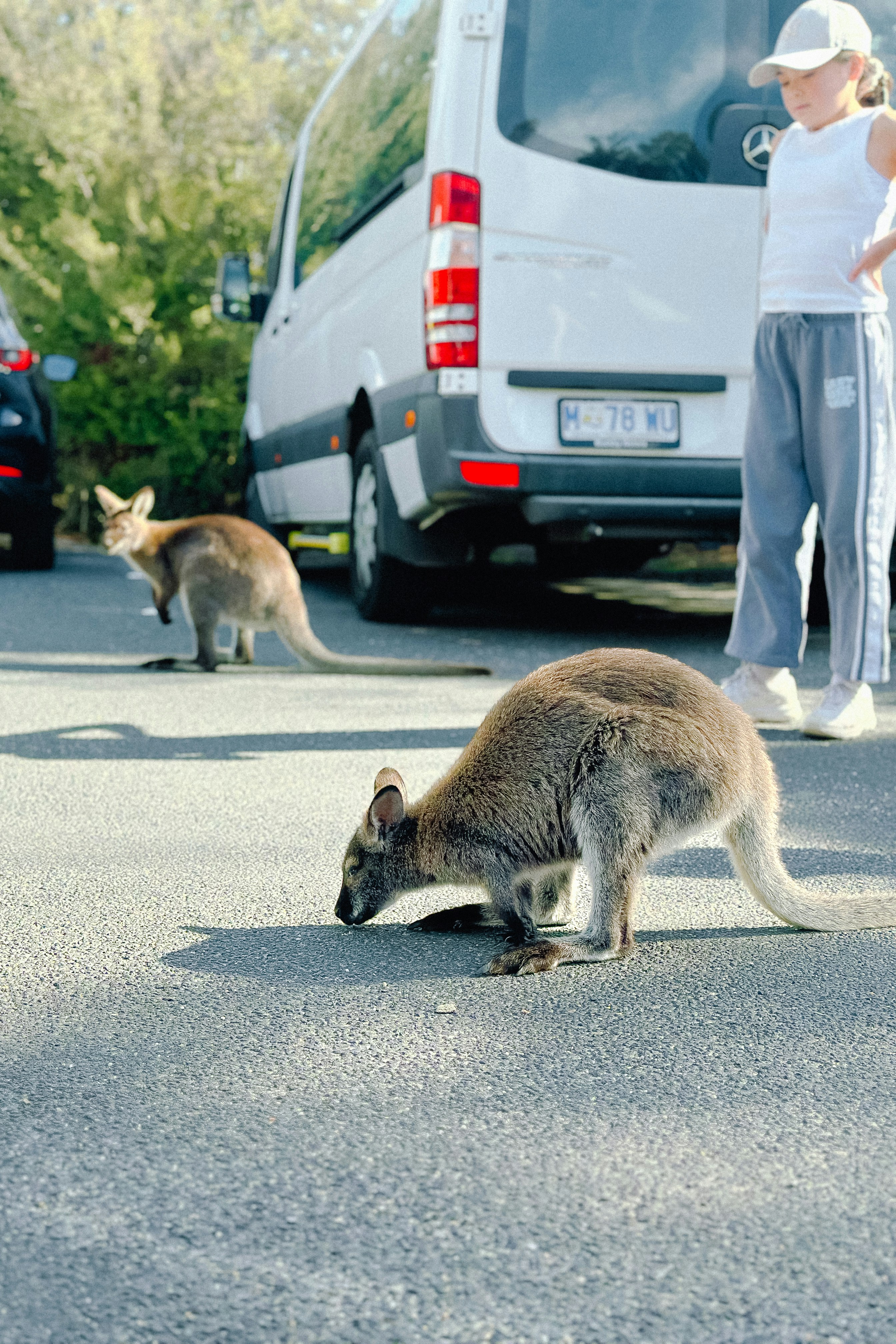 Dusty Ground, Curious Kangaroo: A Street-Side Encounter