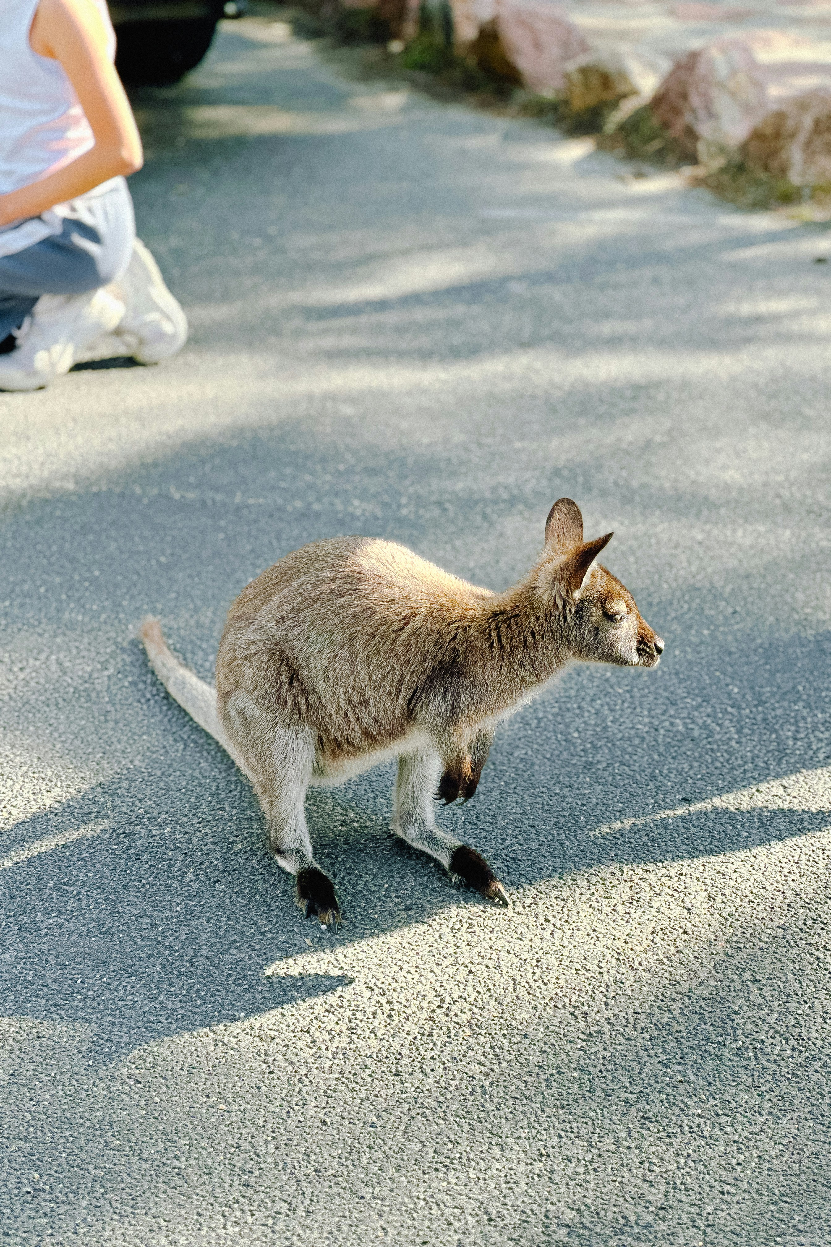 Curious Kangaroo on a Sunlit Path