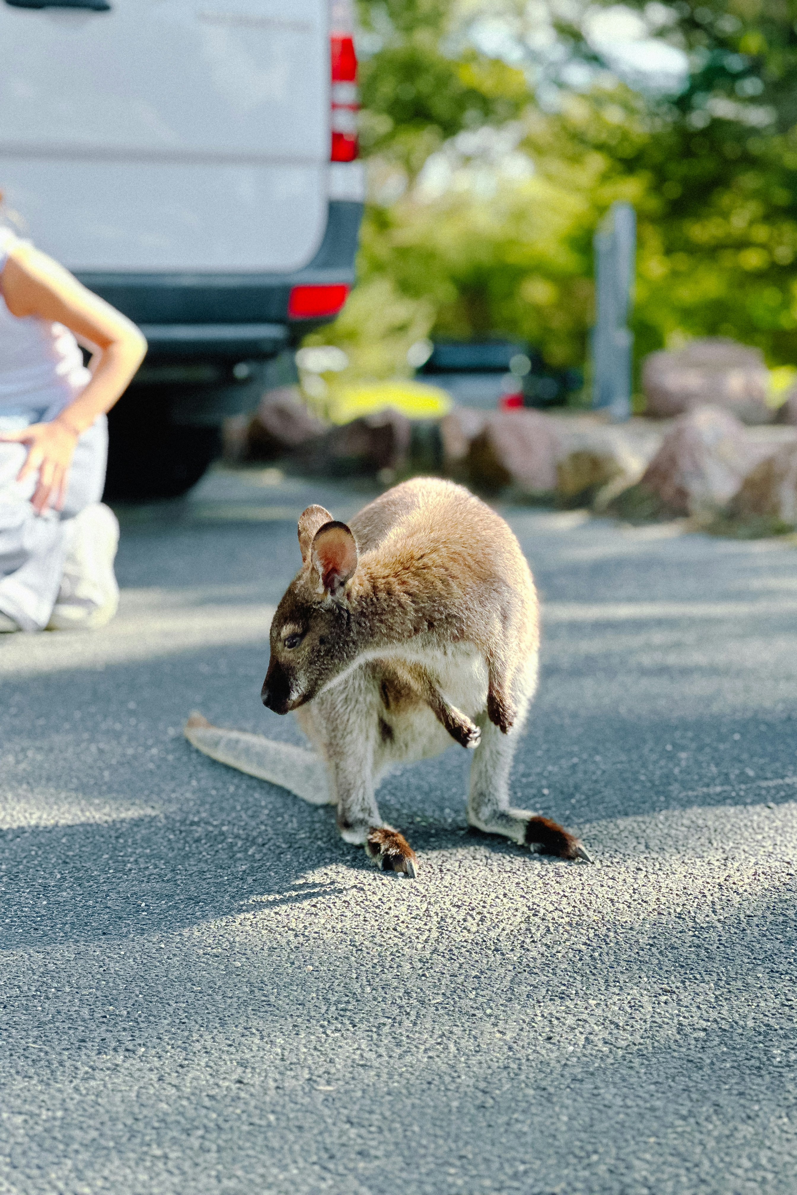 Curious Quokka-like Feline Cub on a Sunlit Pavement