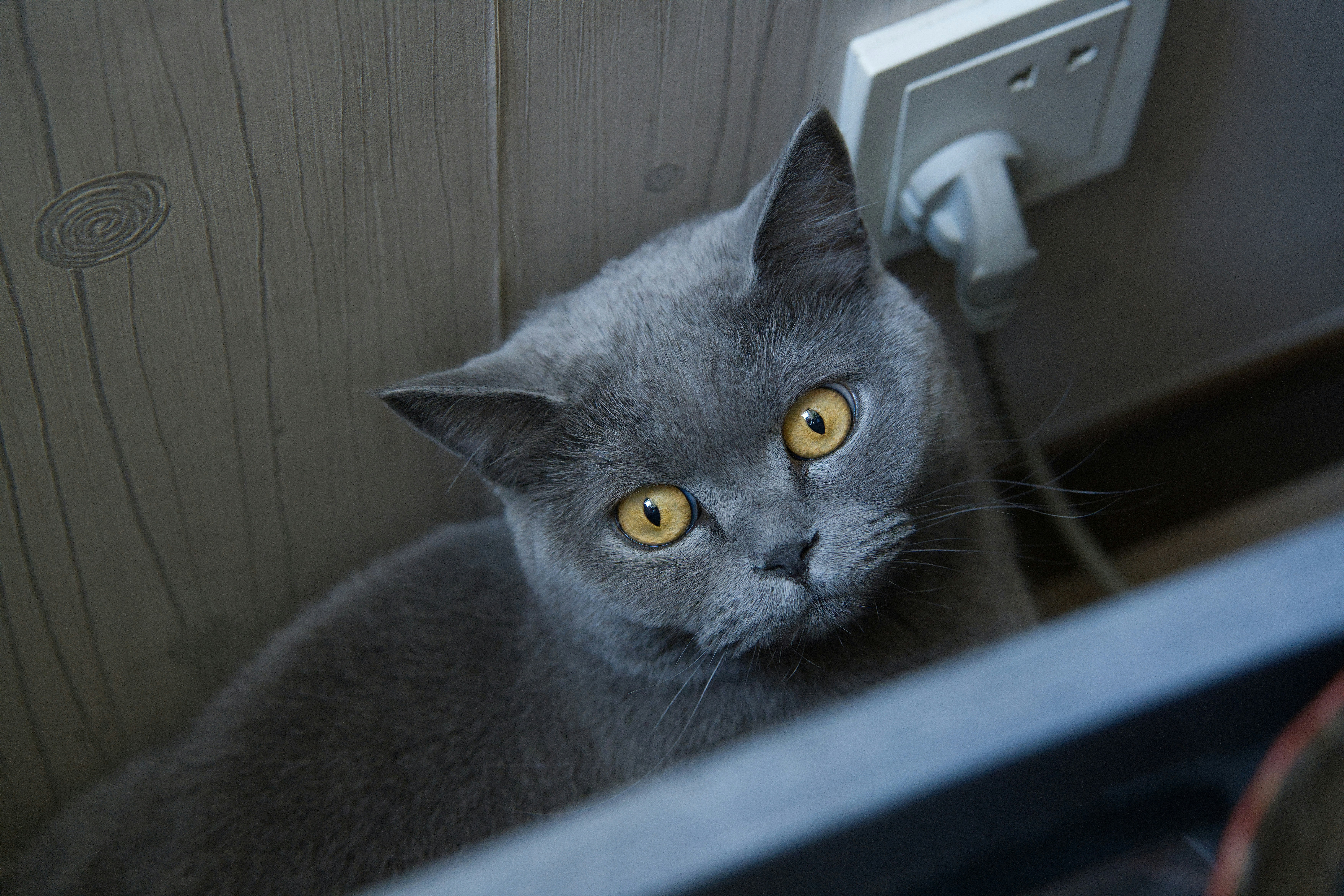 Gray Cat's Curious Gaze by the Outlet
