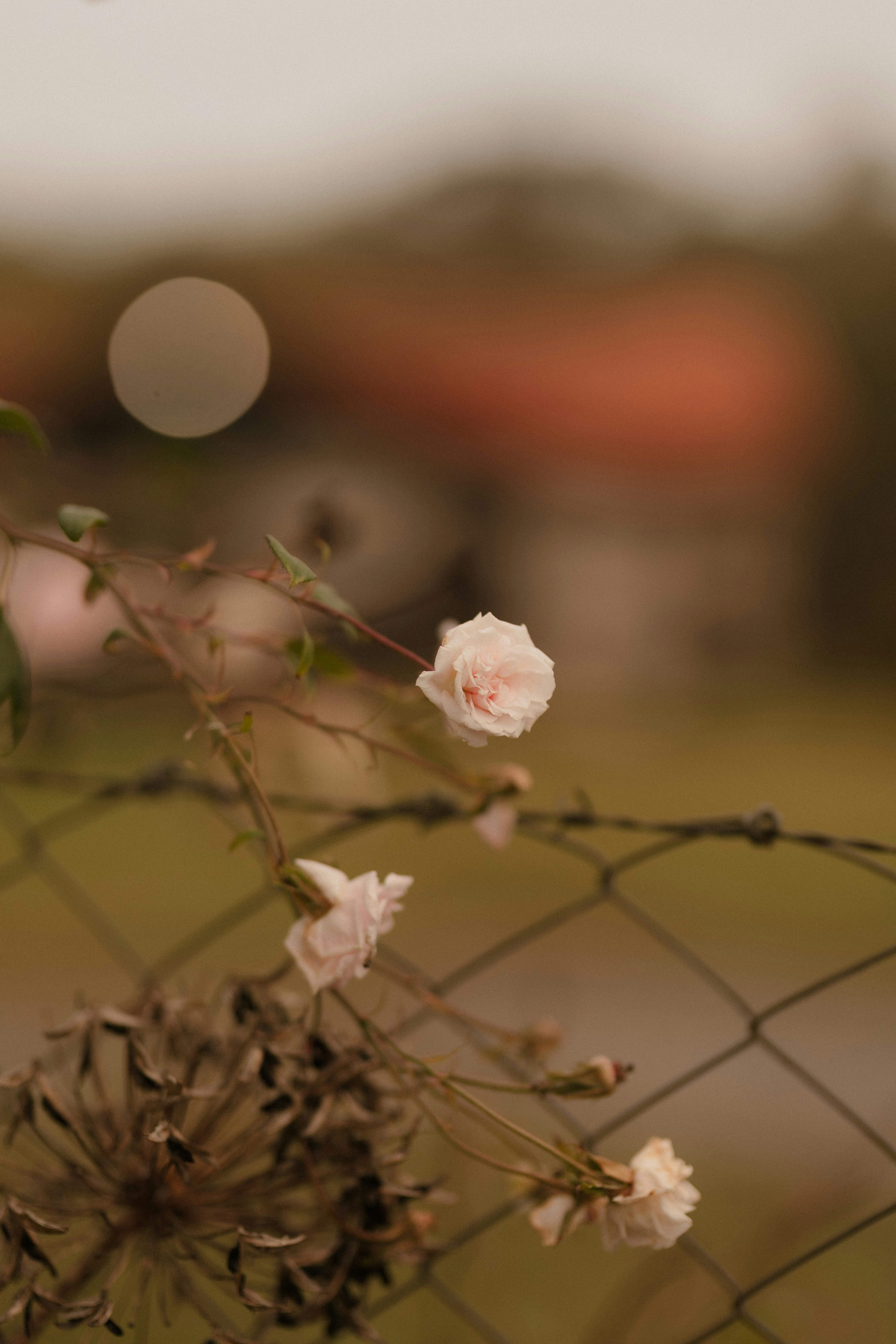 Soft Bloom Fragments on a Kissed Fence