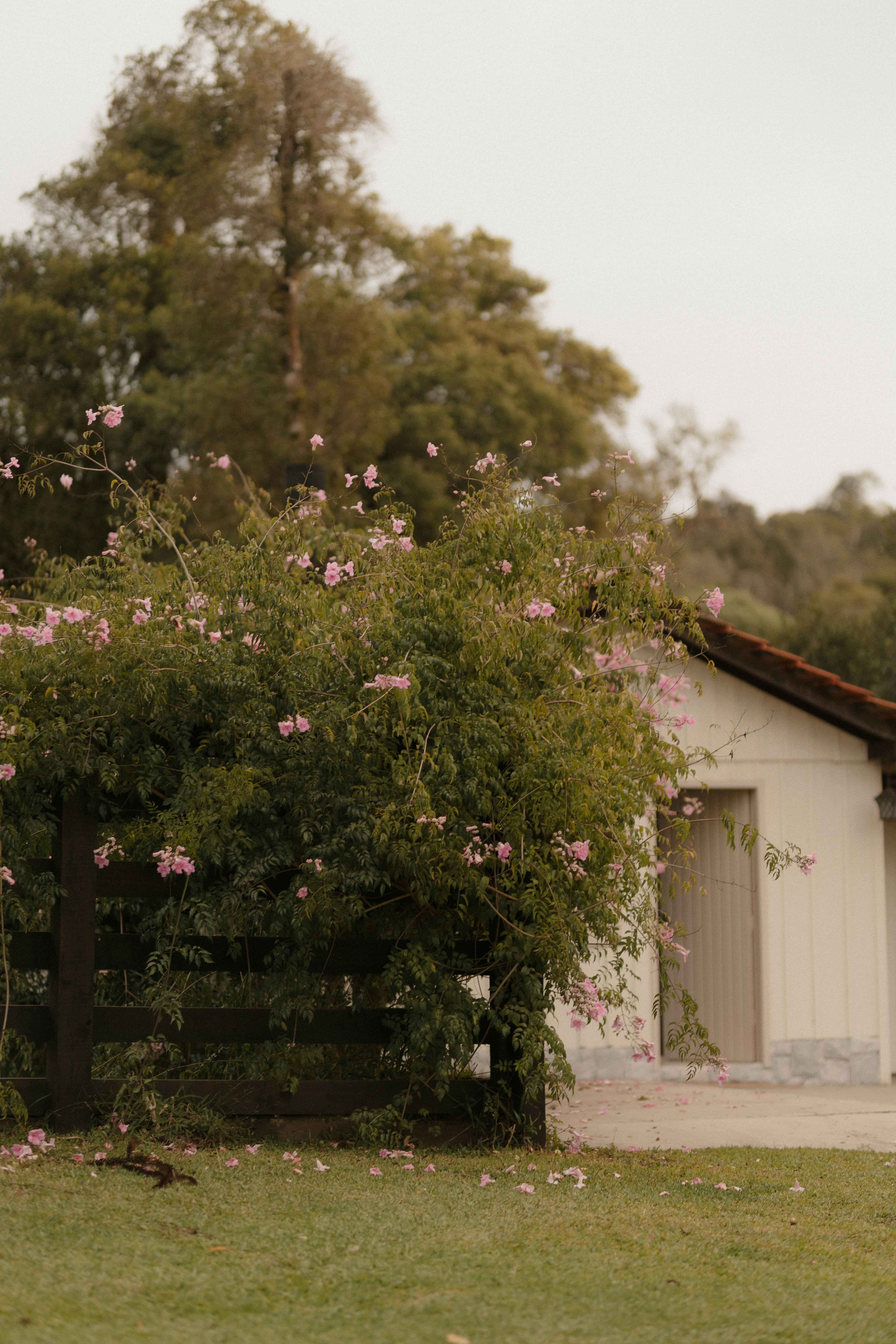 Pink-clad Bougainvillea Framing a Quiet Cottage