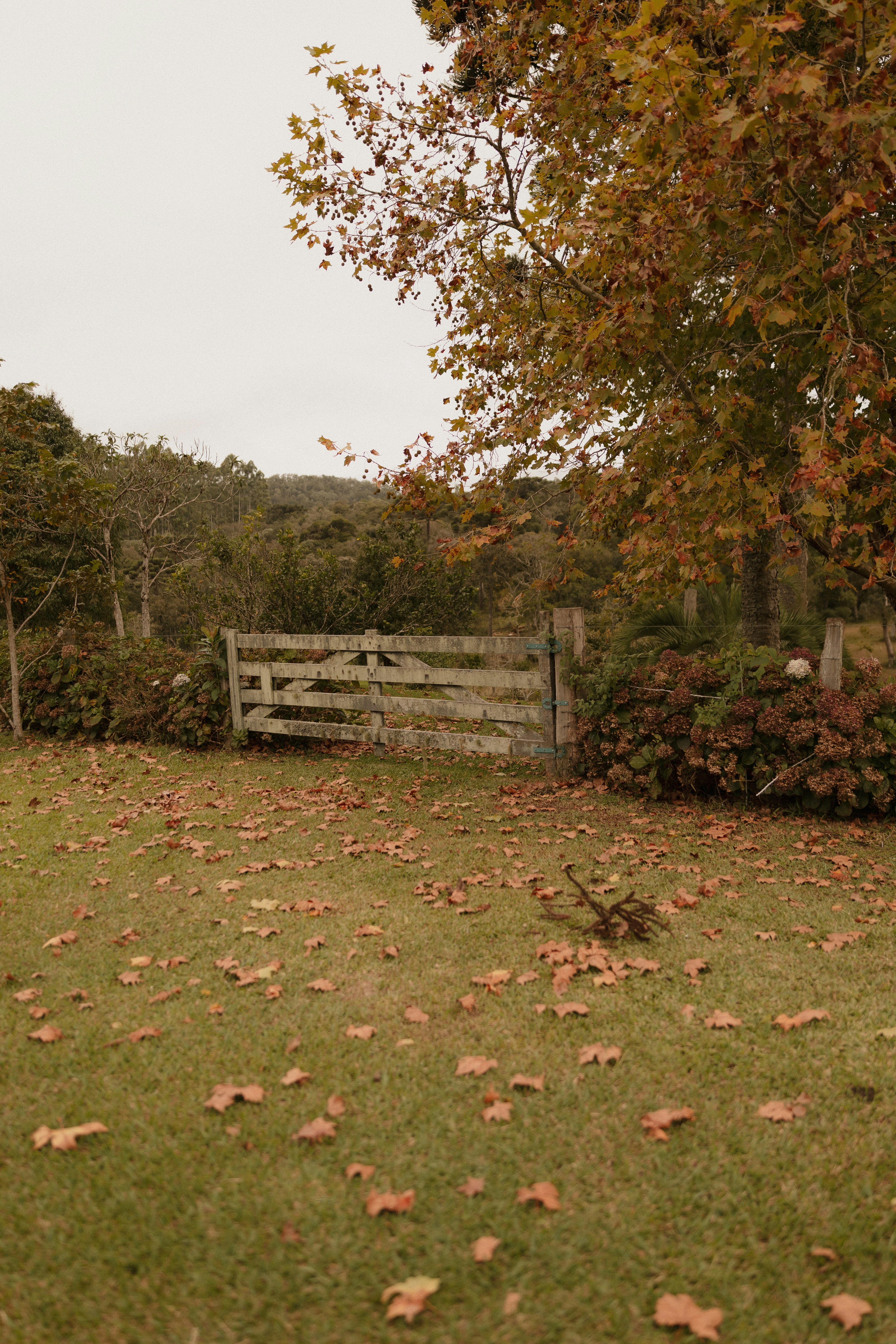 Autumn Gate: Fall Leaves Scatter Across a Quiet Backyard