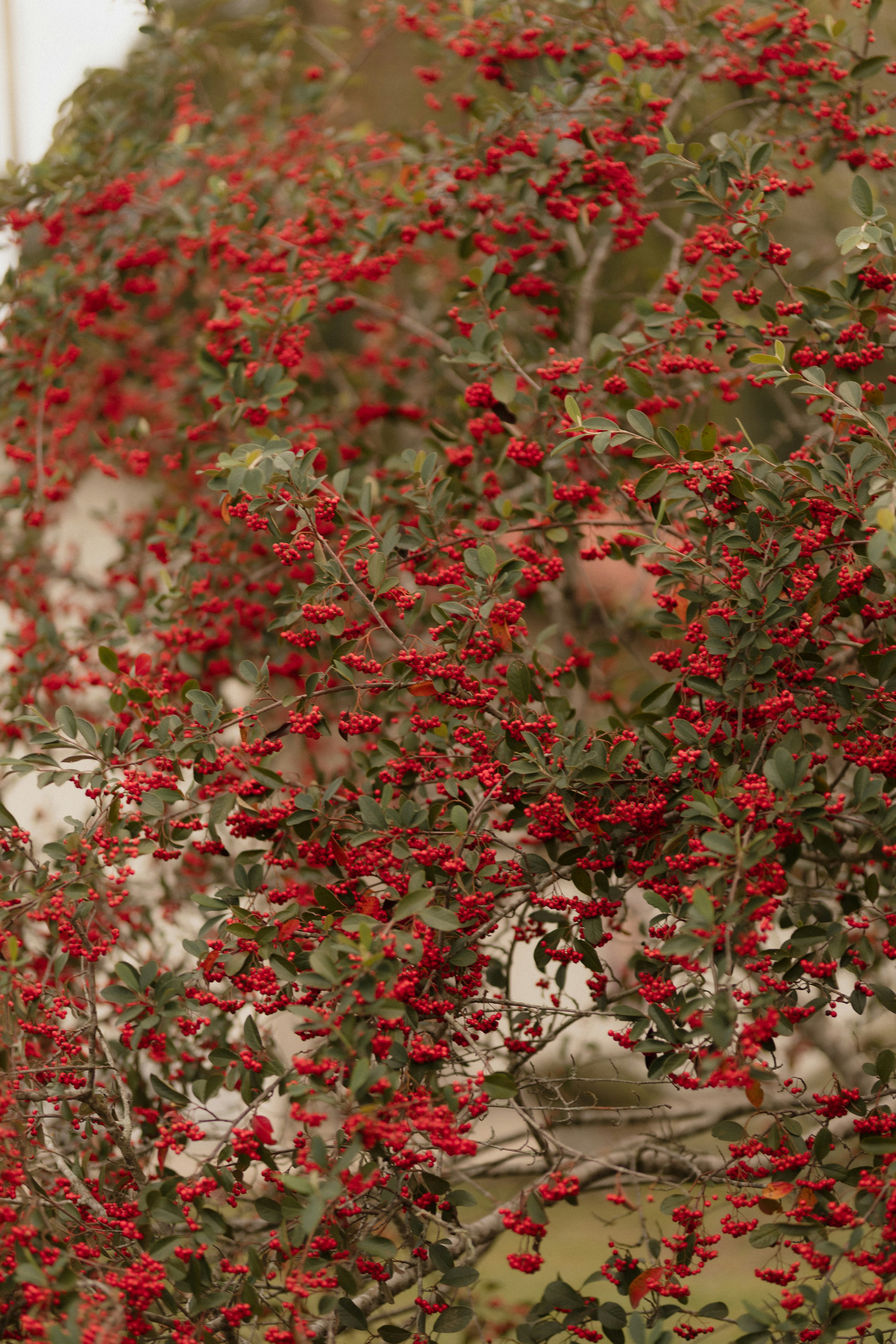 Crimson Berries in a Quiet Hedge