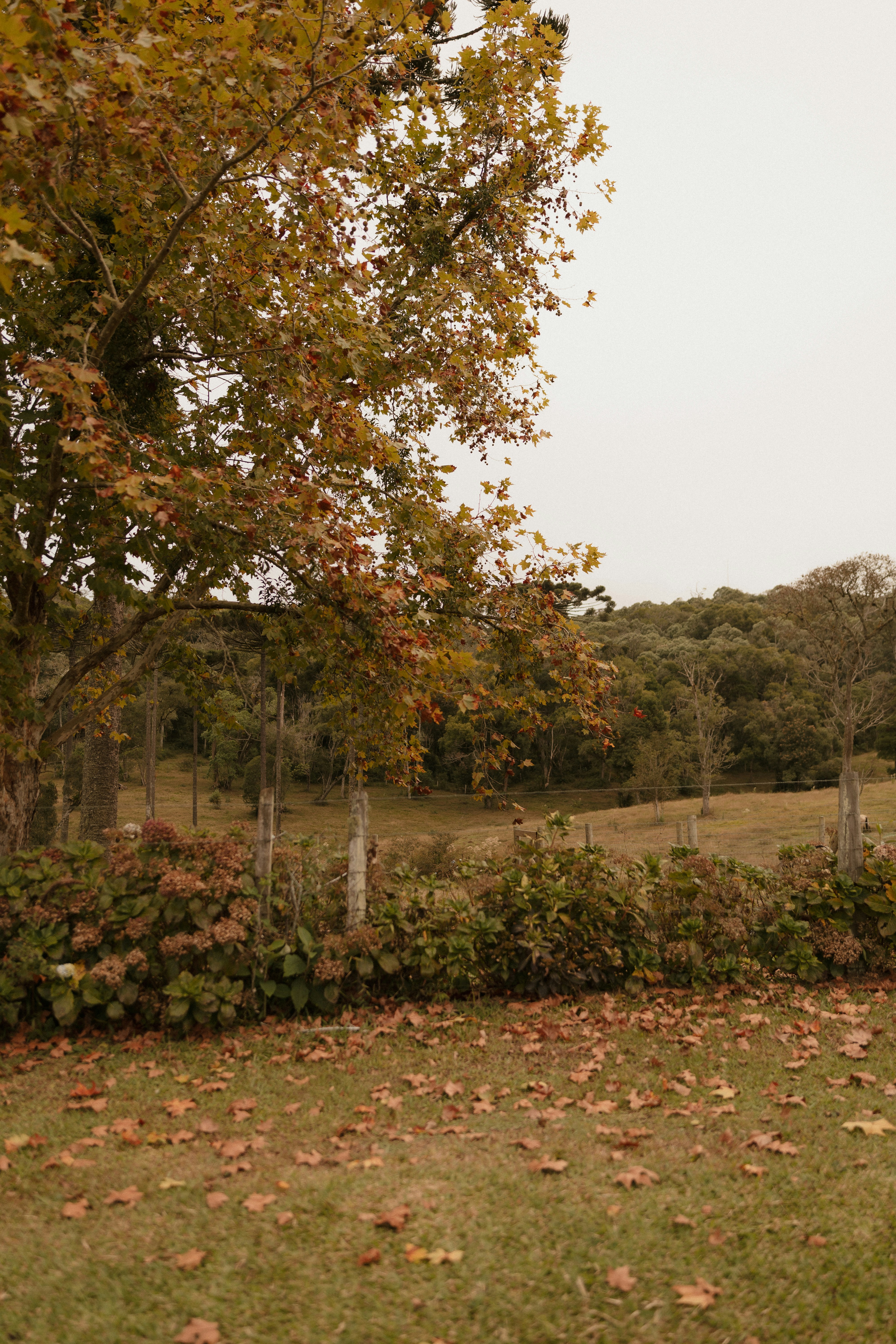 Autumn Arbor Overhang at the Field's Edge