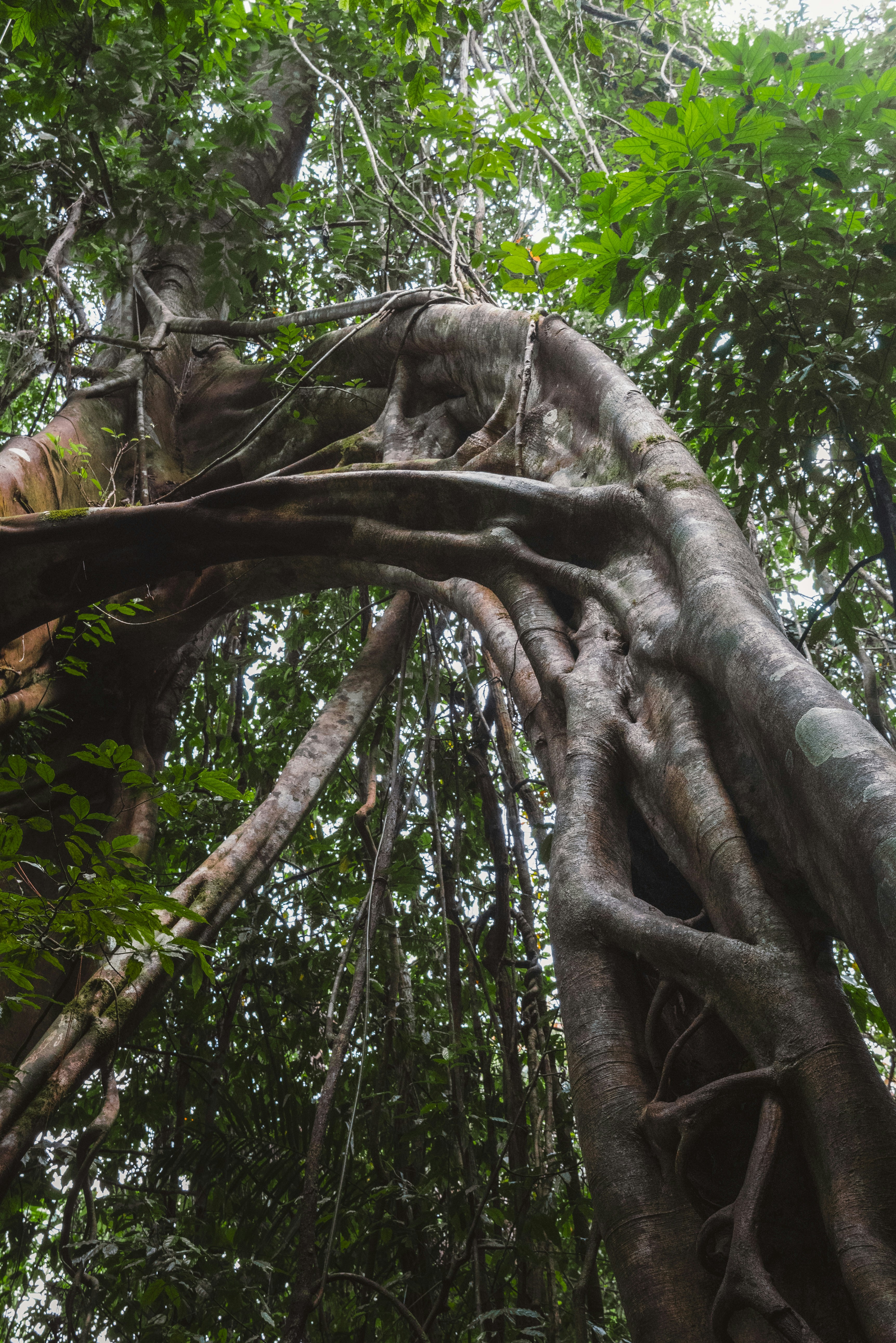 Giant Roots Weaving a Canopy Portrait