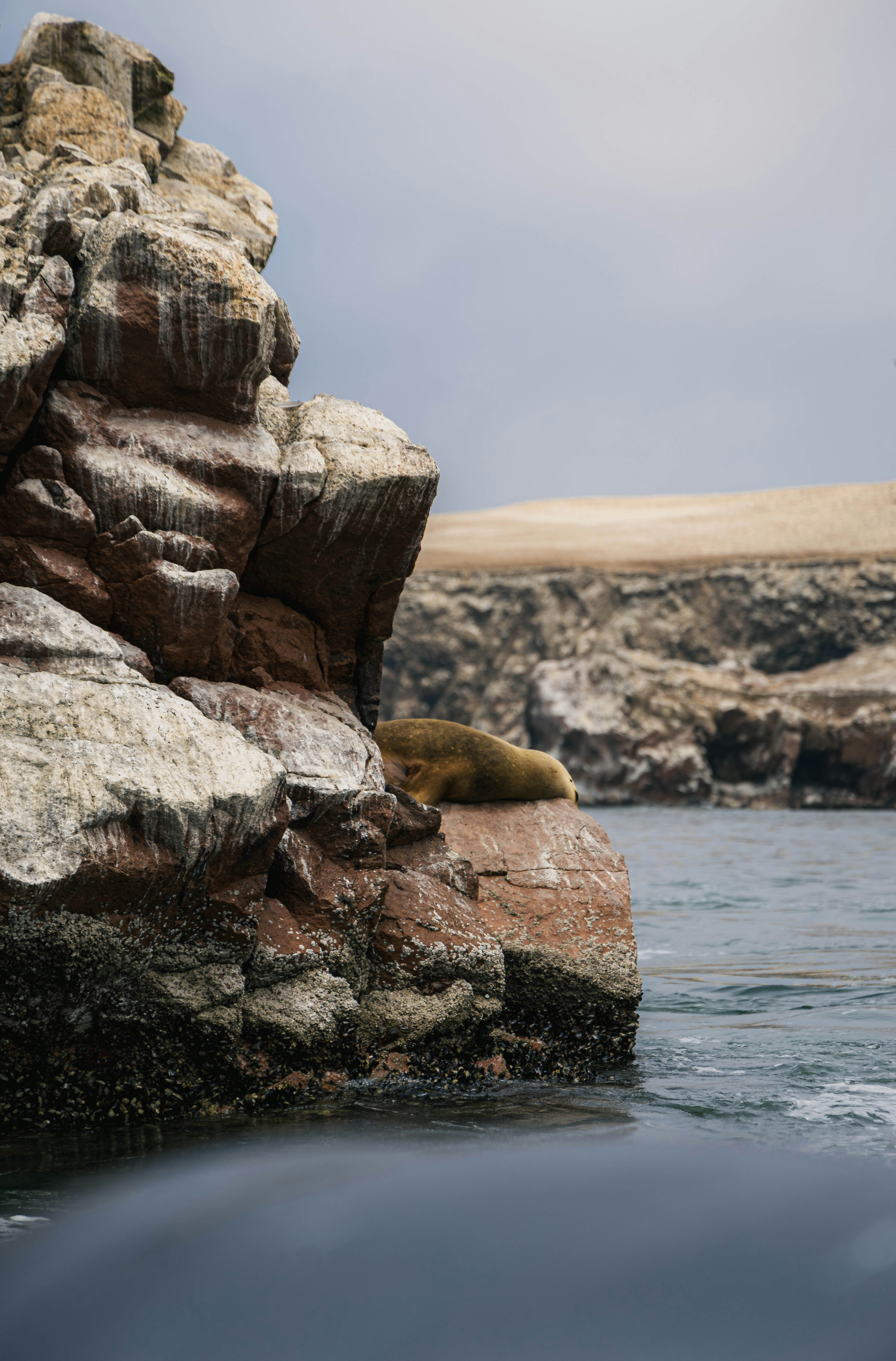 Seal on a Solitary Cliff: Quiet Watch by the Sea