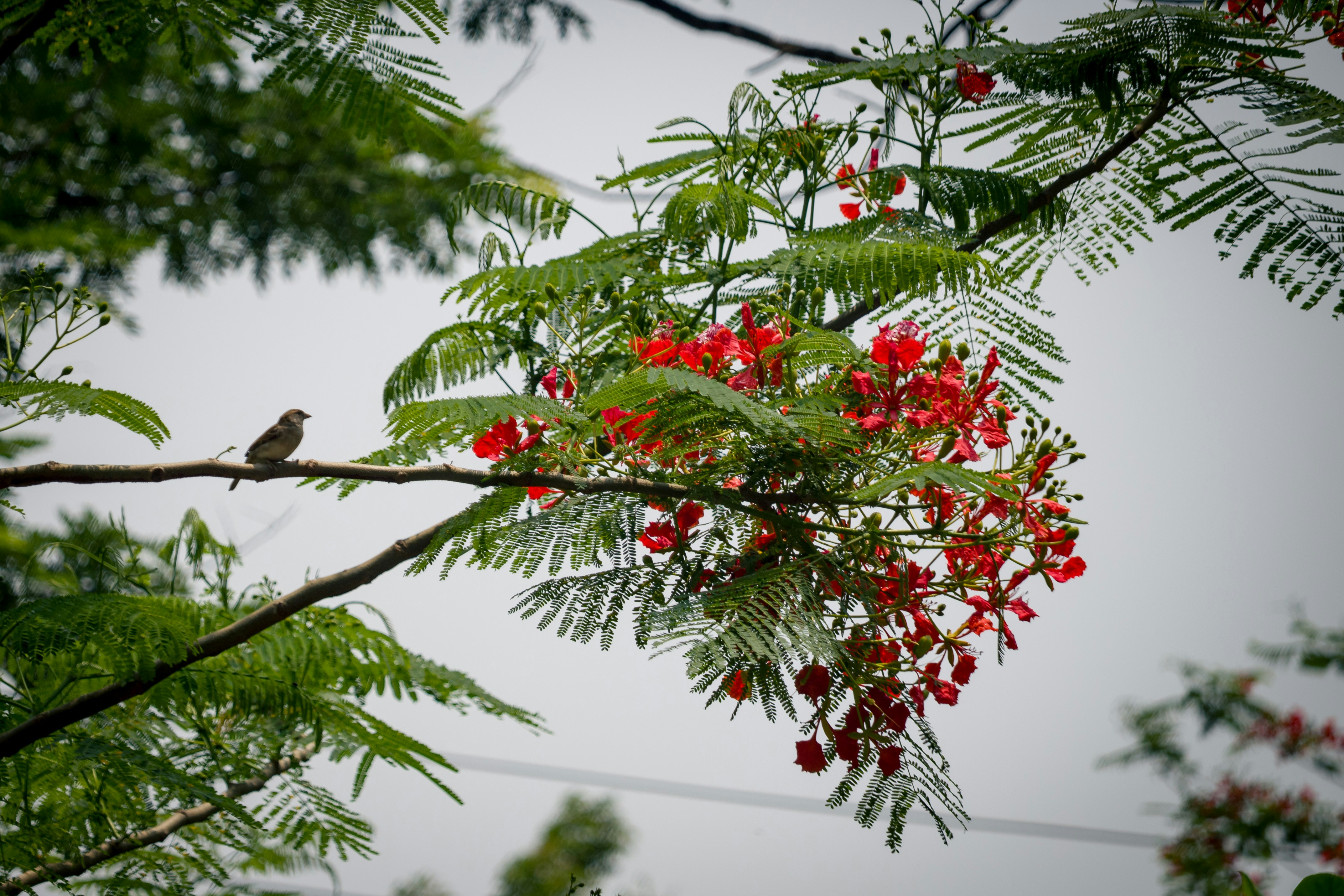 Red cluster in a calm canopy: a lone sparrow rests by vibrant blossoms