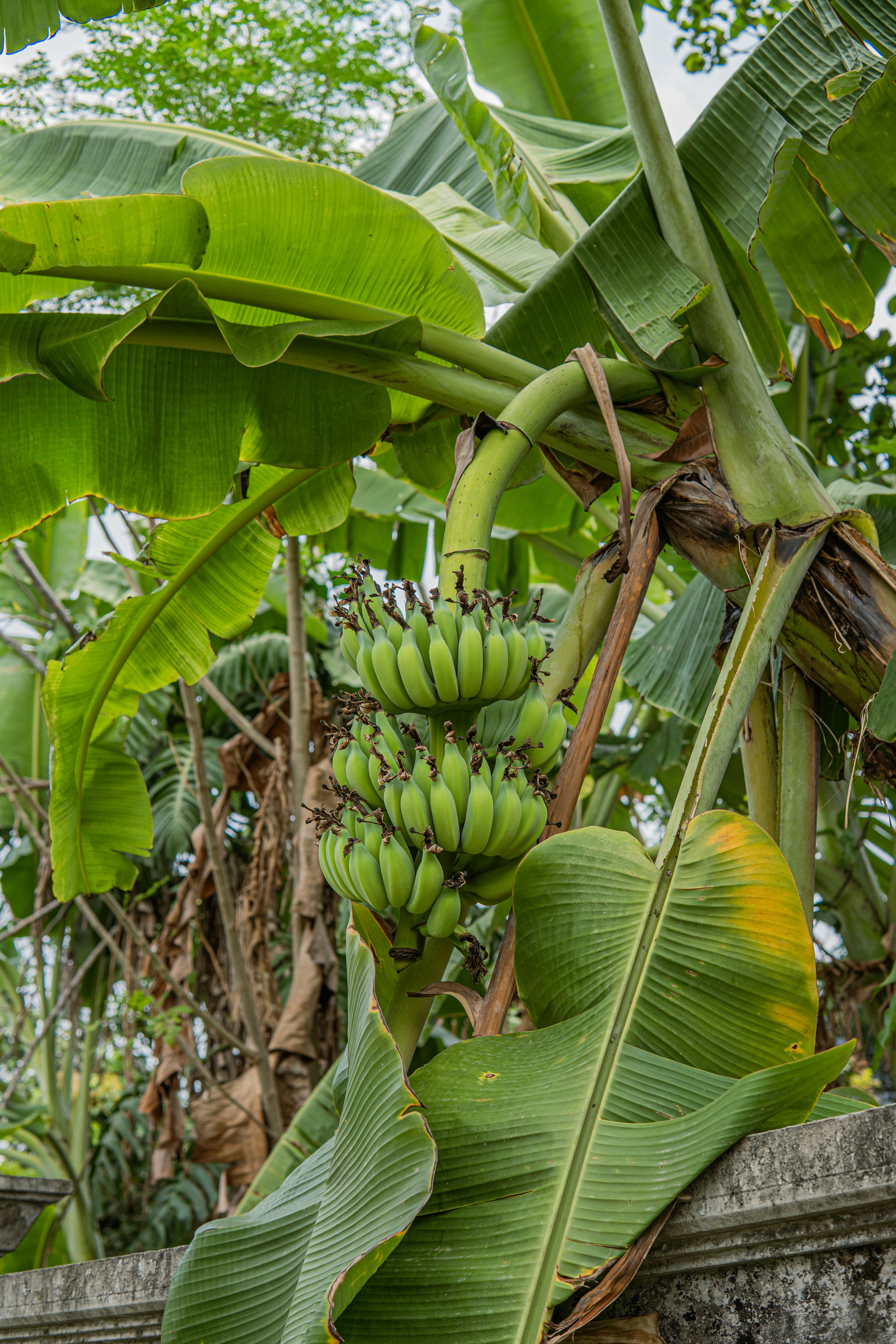 Banana Cluster Amid Broad Banana Leaves