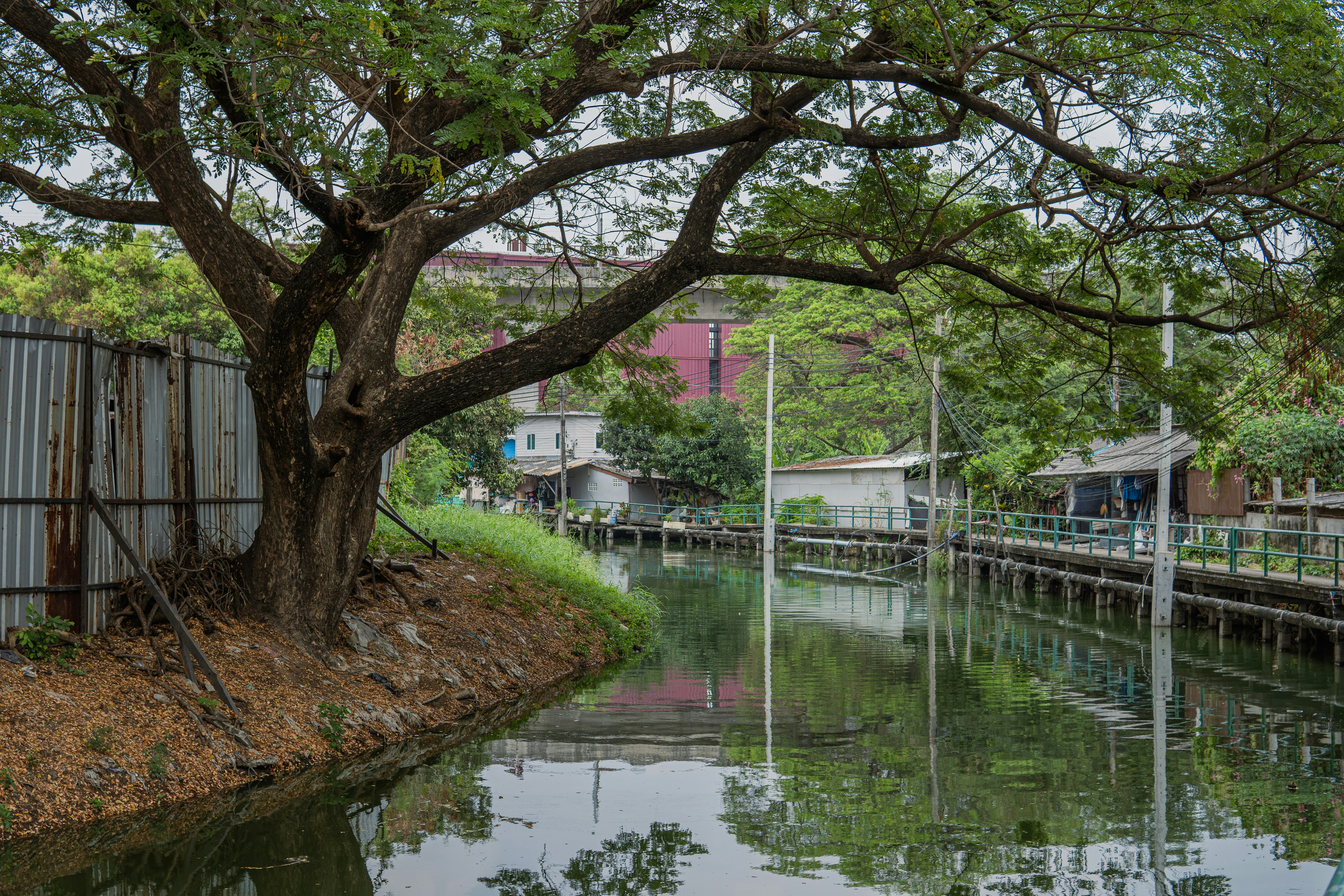 A Quiet Canal Under a Gnarled Branch